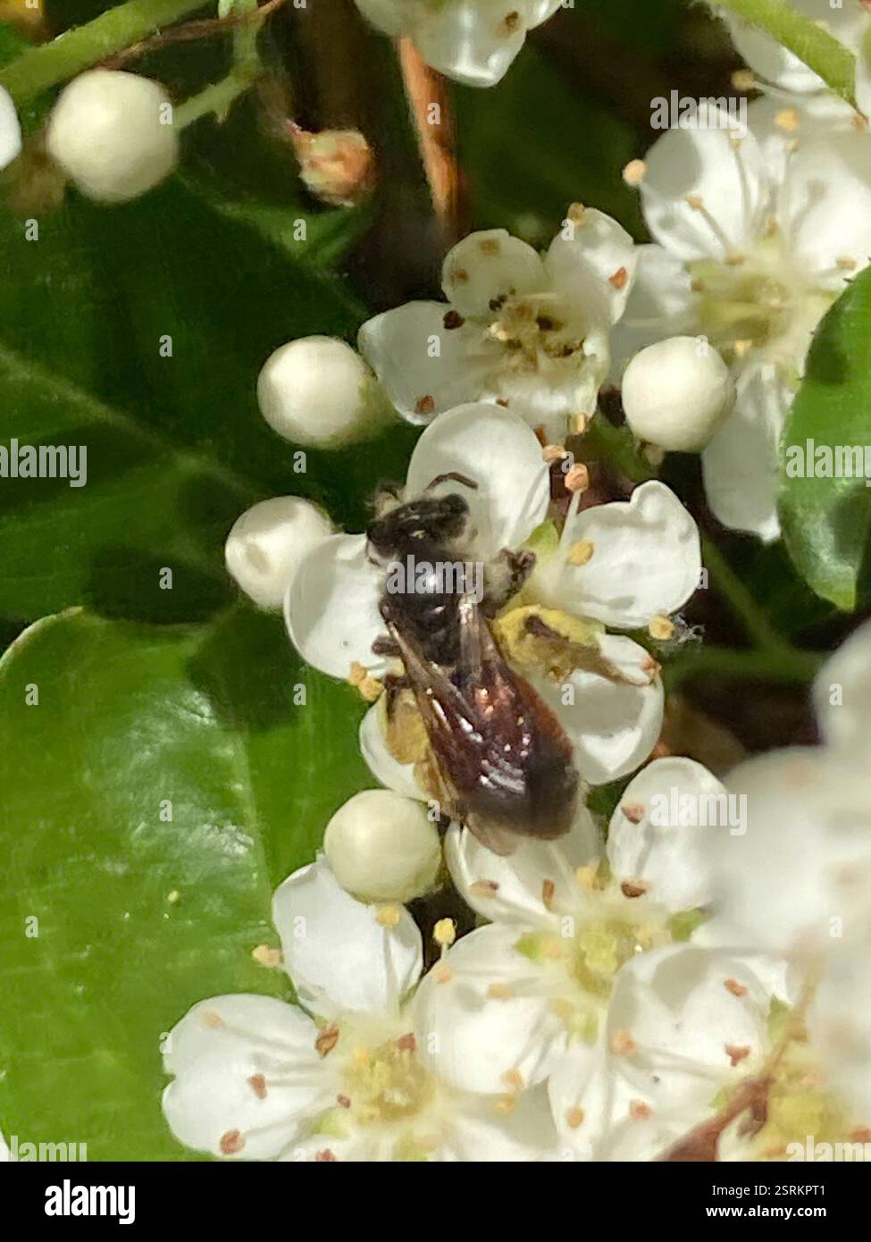 Red-girdled Mining Bee (Andrena labiata), Insecta, Sheen Lane, London ...