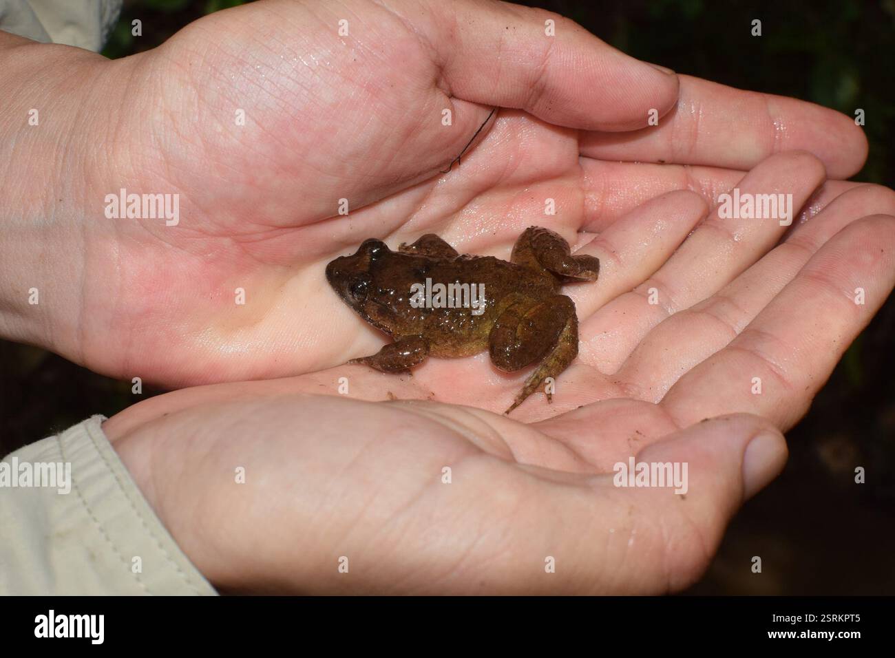 Giant Spiny Frog (Quasipaa spinosa), Amphibia, Shangrao, CN-JX, CN ...