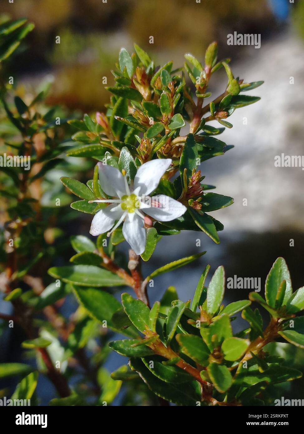 Buchus (Agathosma), Plantae, Helderberg Rural, Sir Lowry's Pass, 7135 ...