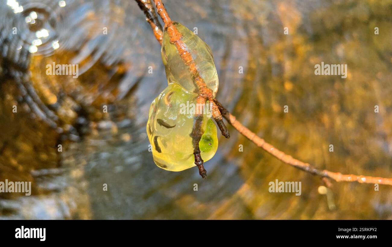 Jefferson Salamander (Ambystoma jeffersonianum), Amphibia, Windsor ...