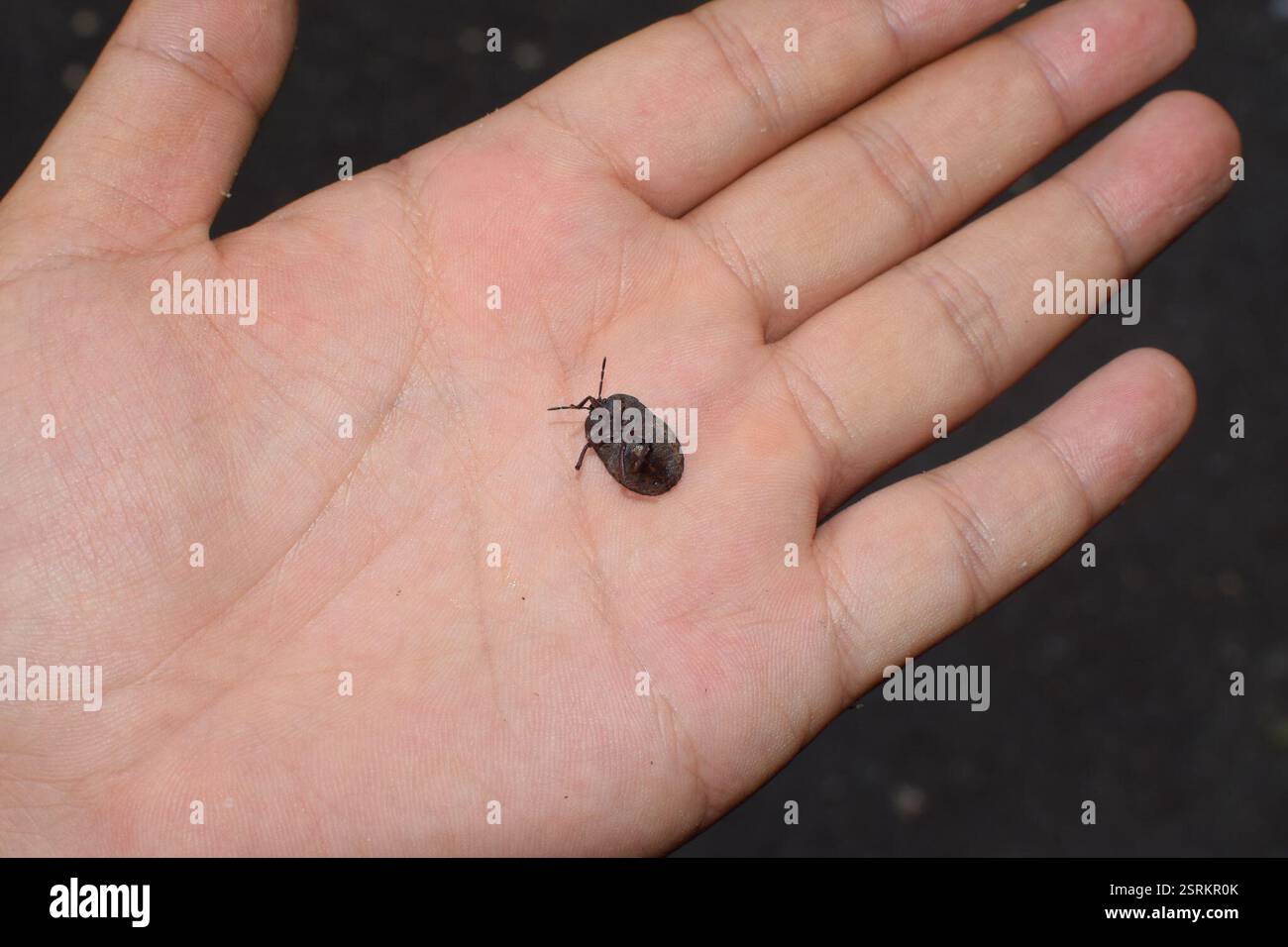 Cyclopelta hi-res stock photography and images - Alamy