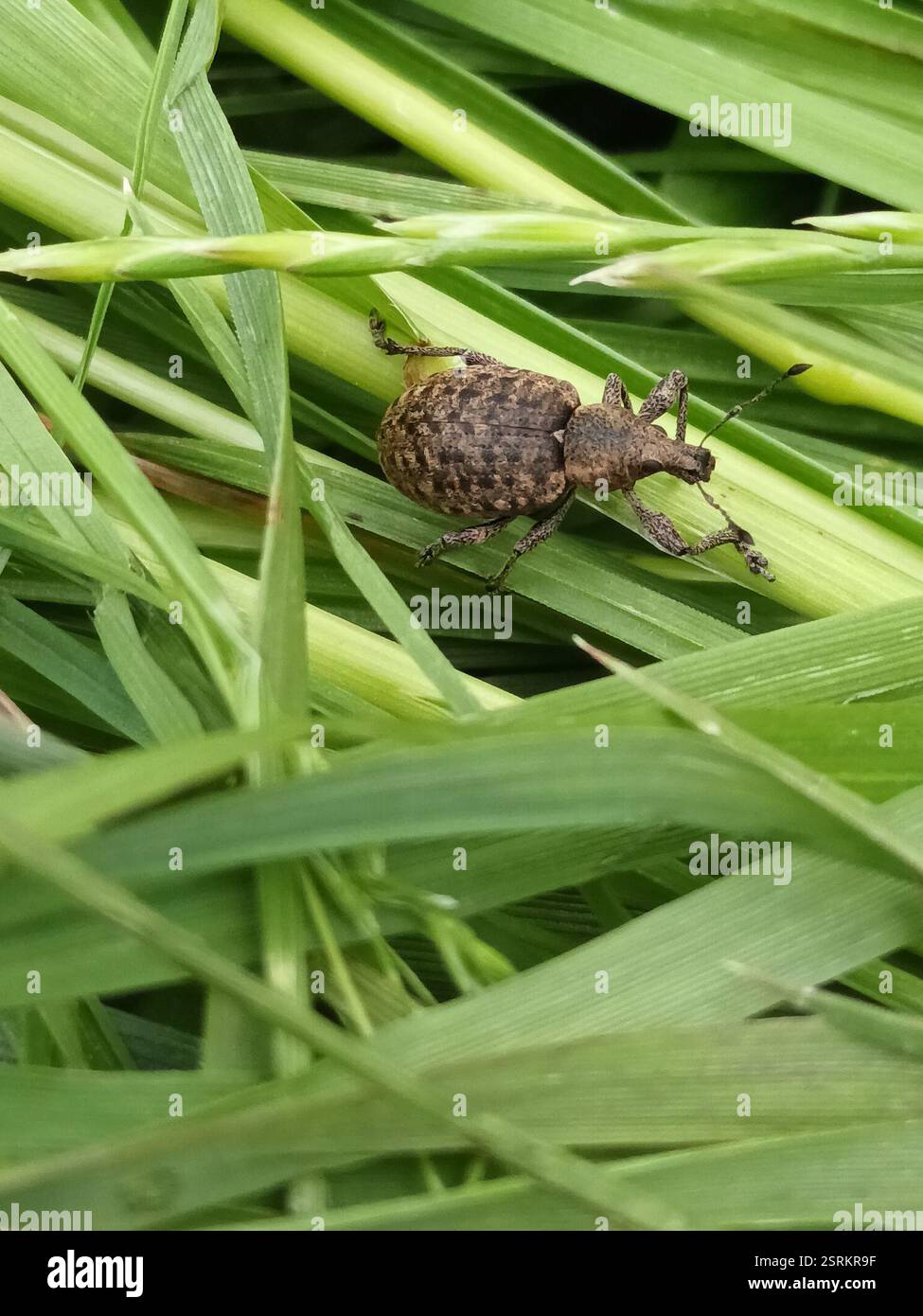 chequered weevil (Liophloeus tessulatus), Insecta, Longstanton ...