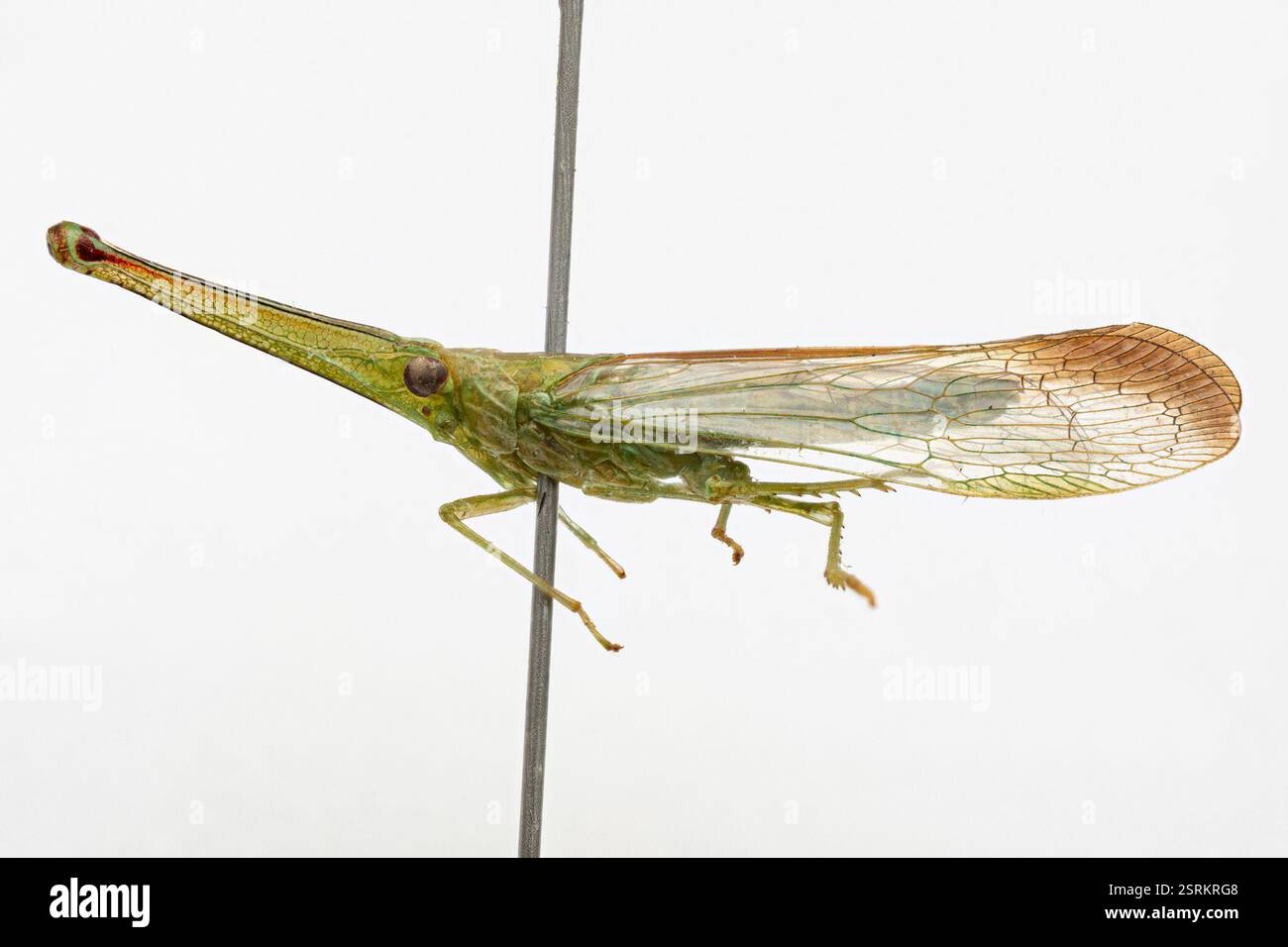 (Lappida), Insecta, Tambopata, Peru, Photographs taken by Solomon ...