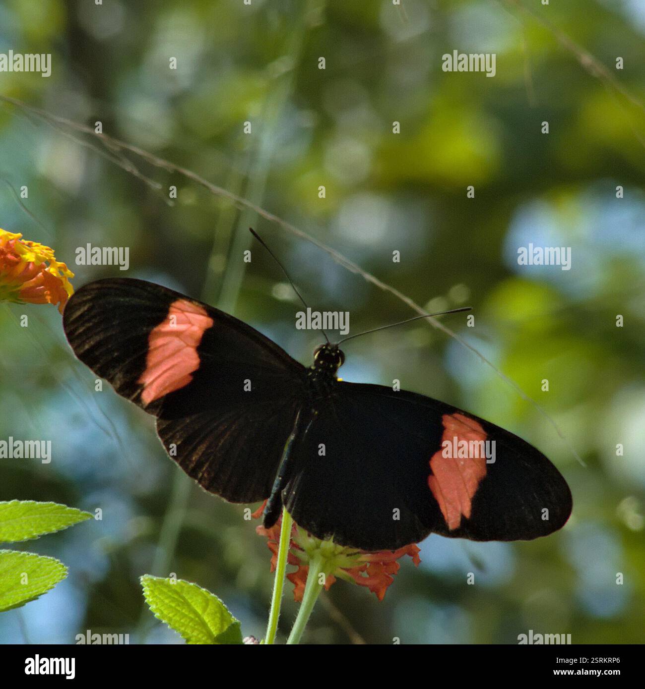 Red Postman (Heliconius erato), Insecta, Anapoima, Cundinamarca ...