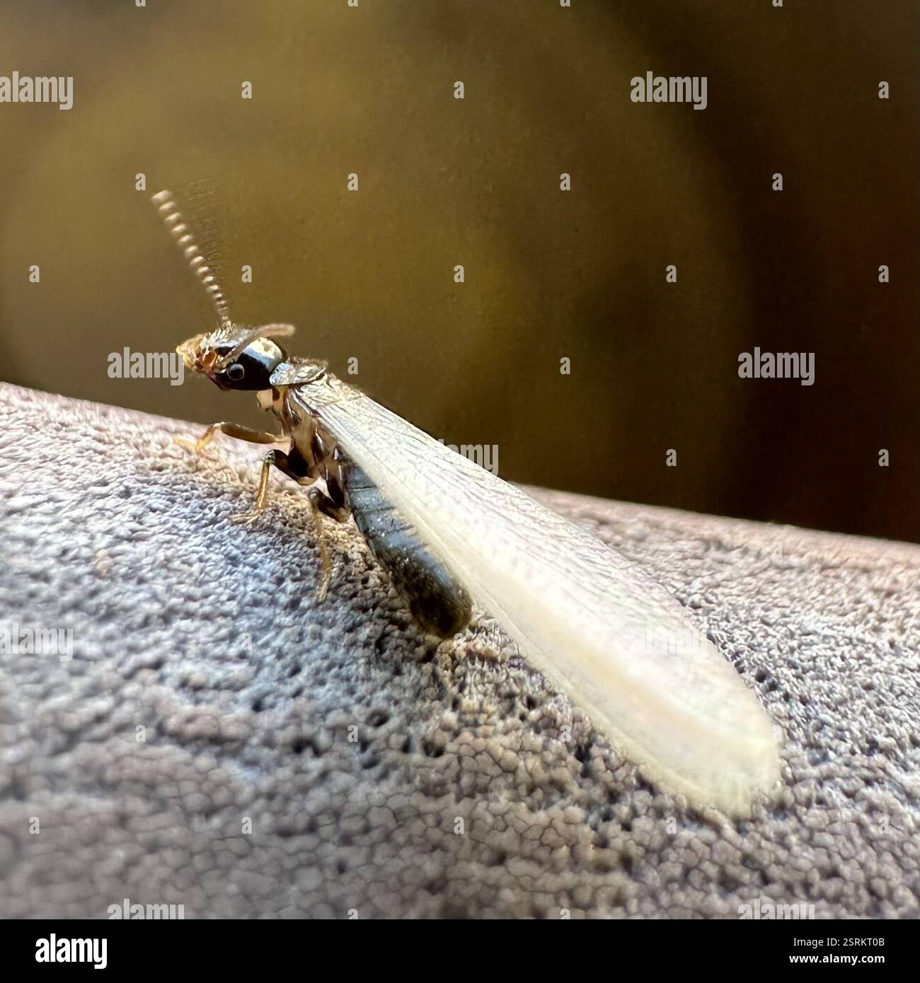 Eastern Subterranean Termite (Reticulitermes flavipes), Insecta ...