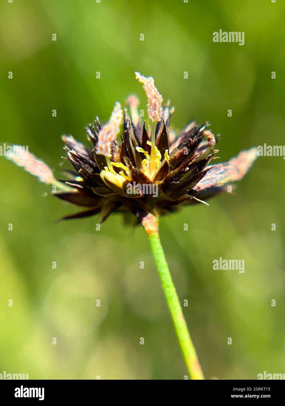 Brown-headed Rush (Juncus phaeocephalus), Plantae, Morro Bay, CA, US ...