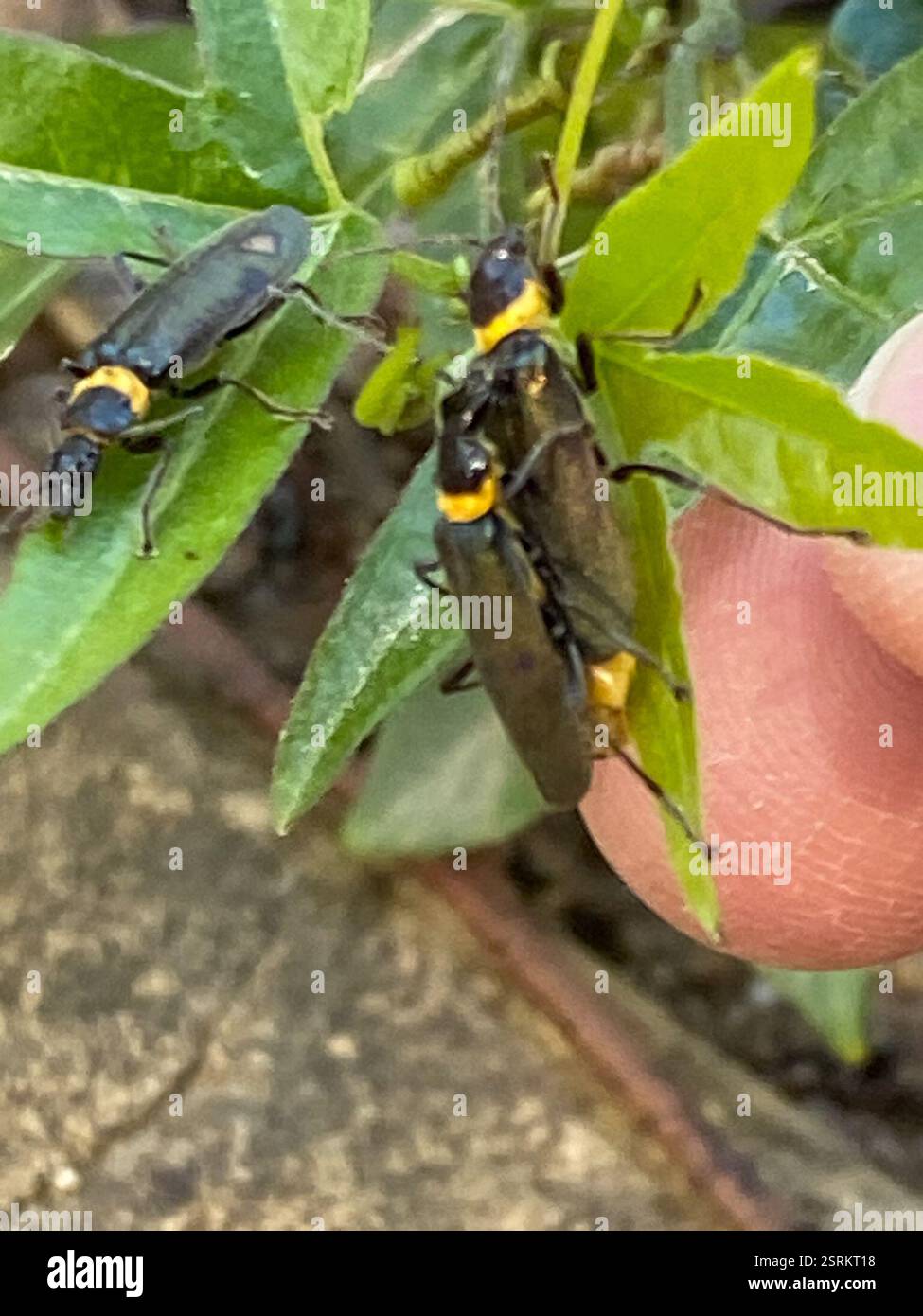 Plague Soldier Beetle (Chauliognathus lugubris), Insecta, Wahminda Park ...