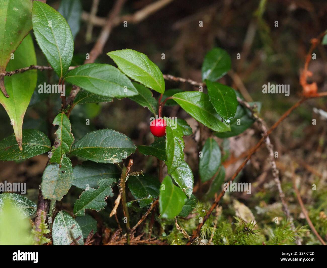 Japanese cleyera (Ardisia japonica), Plantae, 台灣桃園市 Stock Photo - Alamy