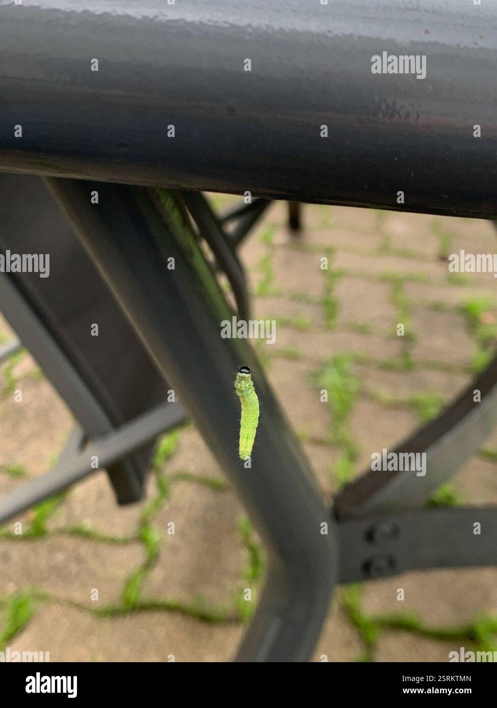 Green Oak Tortrix (Tortrix viridana), Insecta, Rue de la Sèvre ...