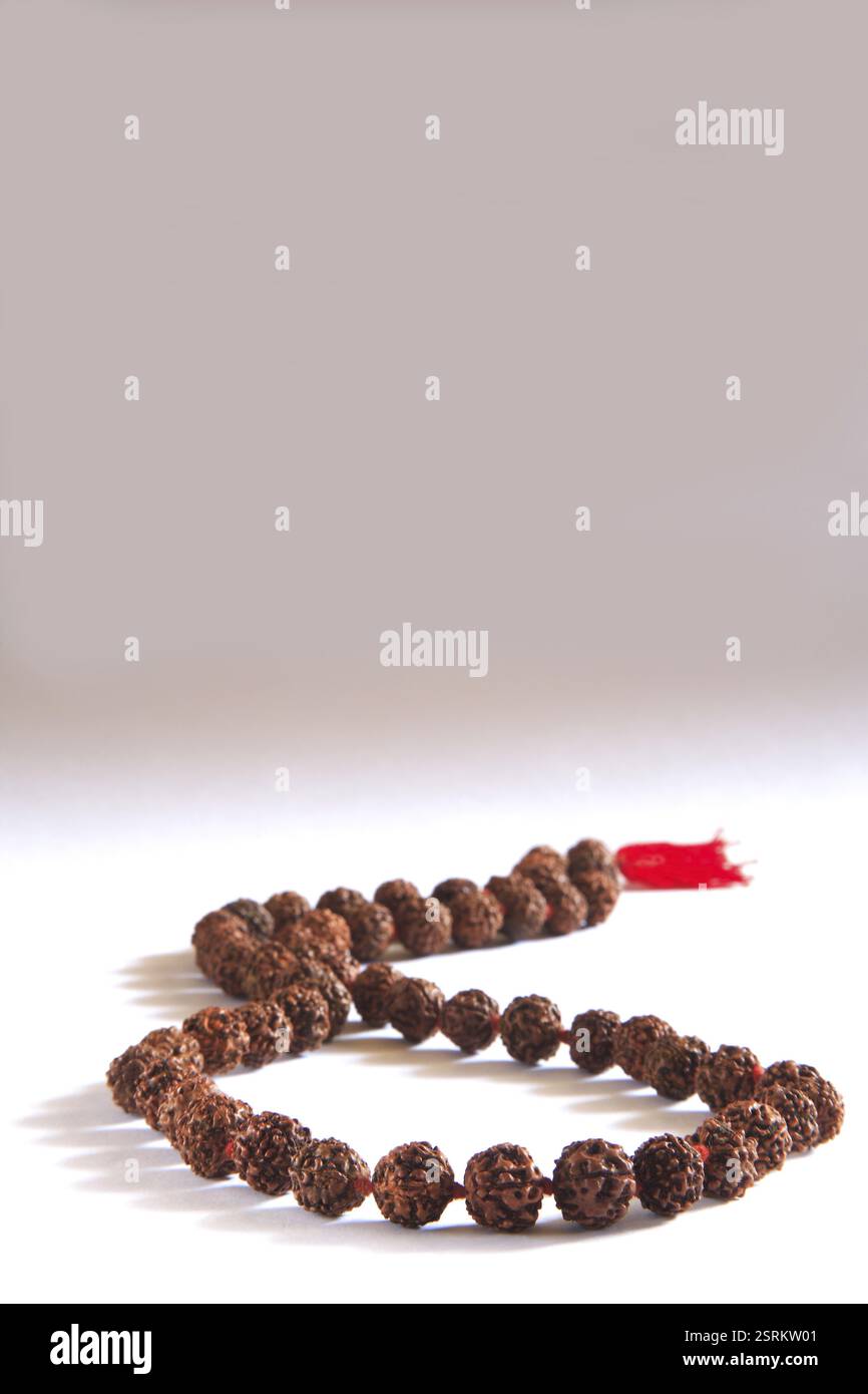 Concept, rudraksh chanting mala seed of eleocarpus ganitrus used in ...