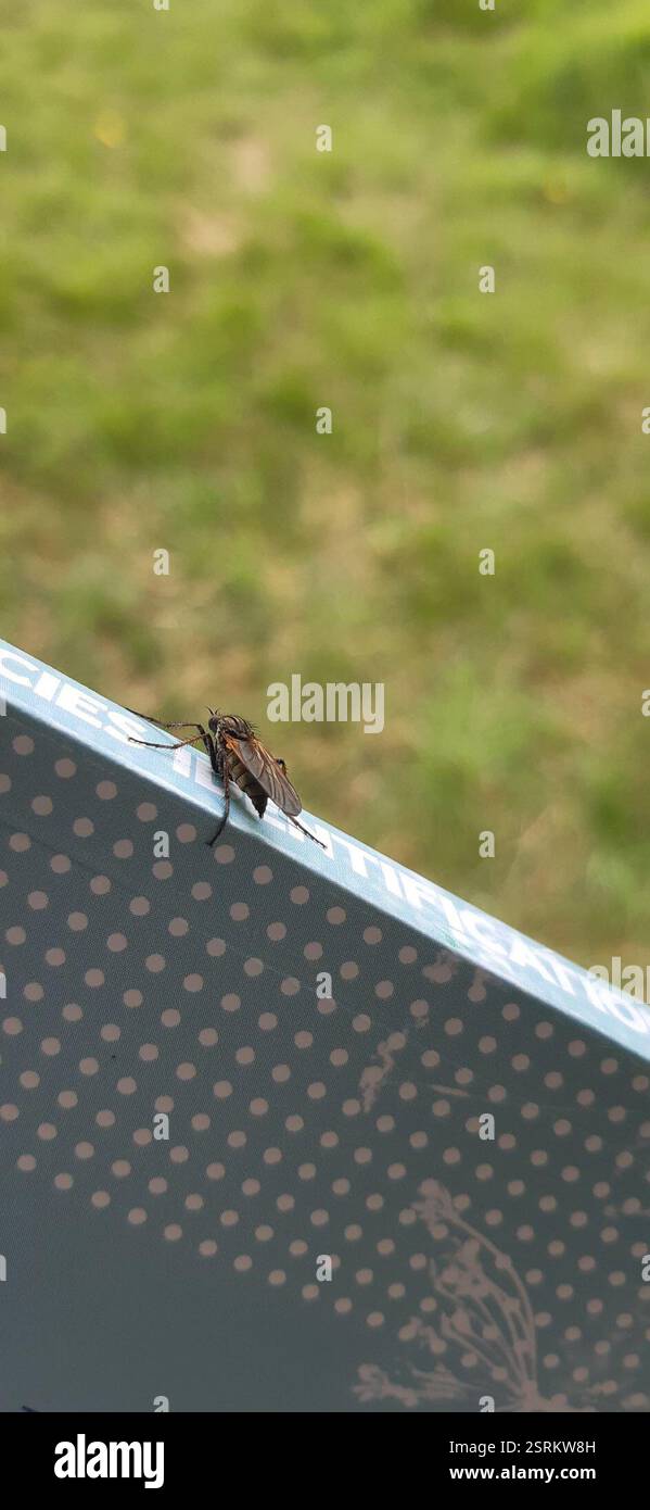 Dance Flies (Empididae), Insecta, Coventry CV1, UK Stock Photo - Alamy