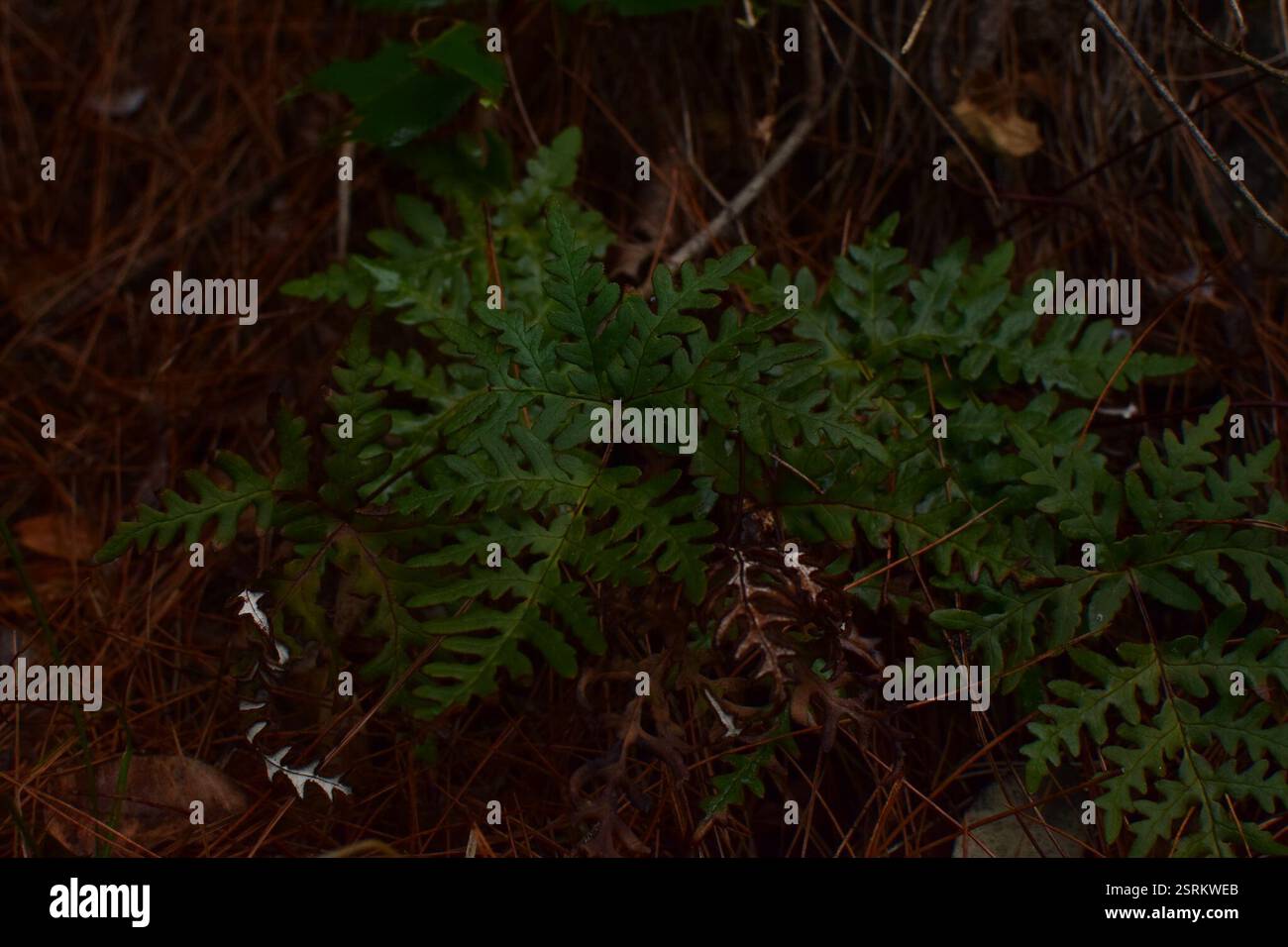 Silver cloak fern (Aleuritopteris argentea), Plantae ...