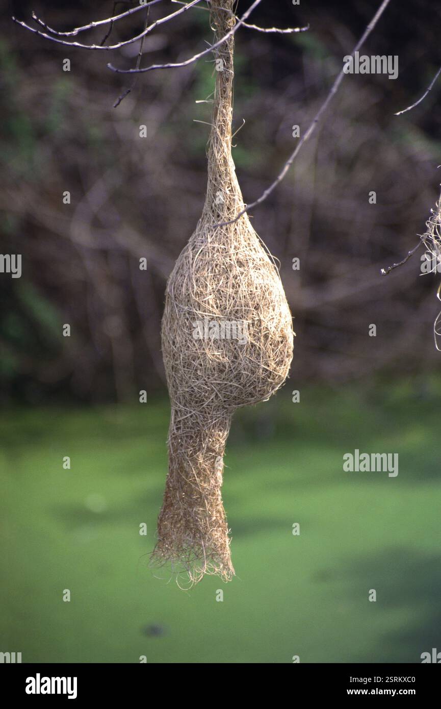 Bird nest, Baya Weaver nest, India, Asia Stock Photo - Alamy