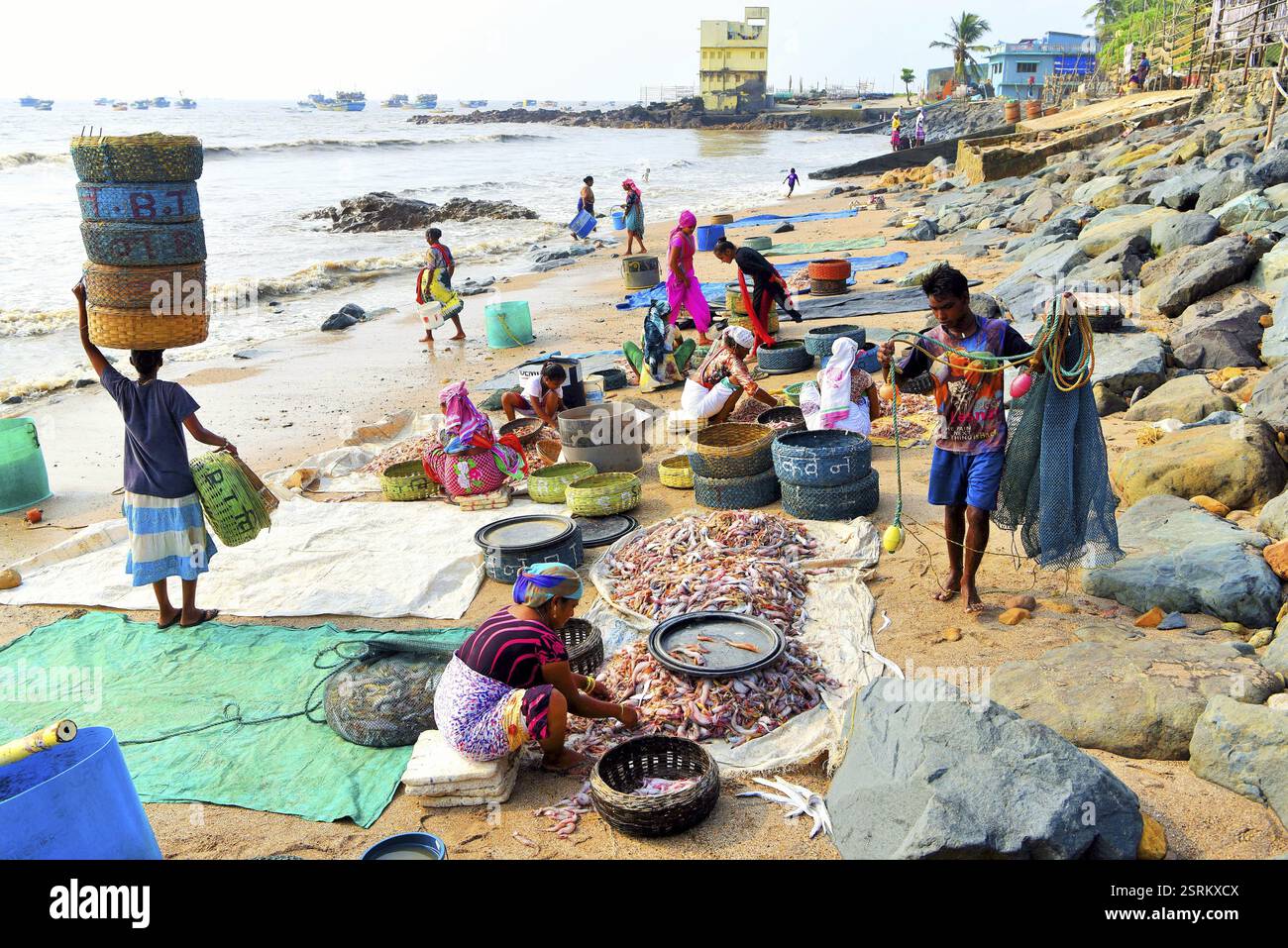 Fisher women sorting fish, Uttan Beach, Bhayander, Mumbai, Maharashtra ...