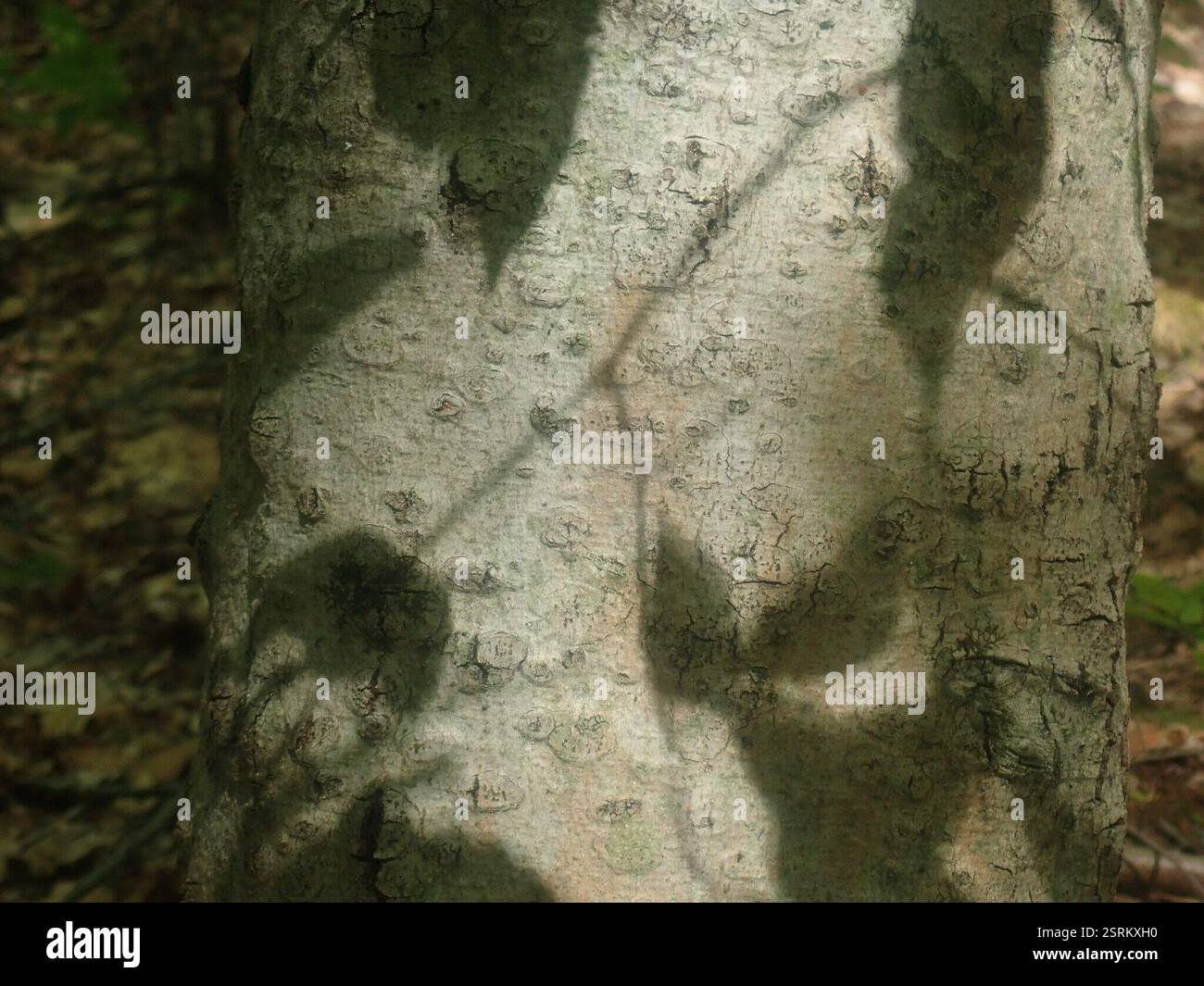 Beech Bark Canker Fungus (Neonectria faginata), Fungi, Ashfield, MA ...