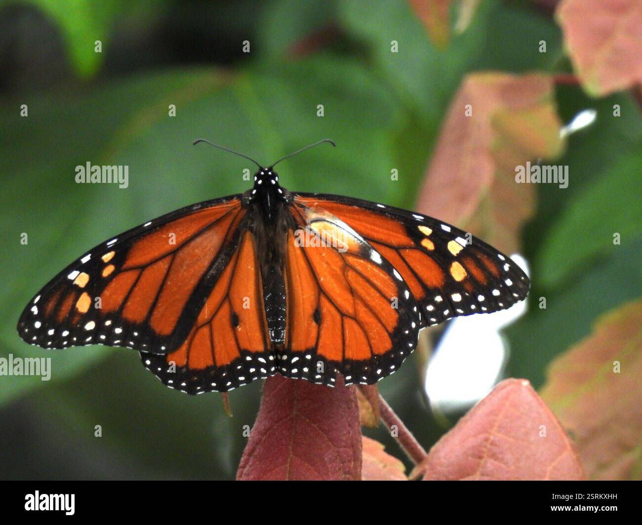 Monarch (Danaus plexippus), Insecta, Miller Residence, Clear Lake City ...