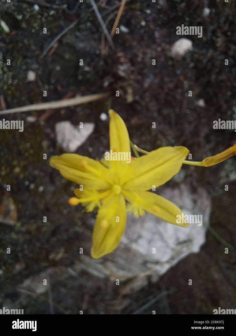 Kopievas (Bulbine), Plantae, Helderberg Rural, Sir Lowry's Pass, 7135 ...