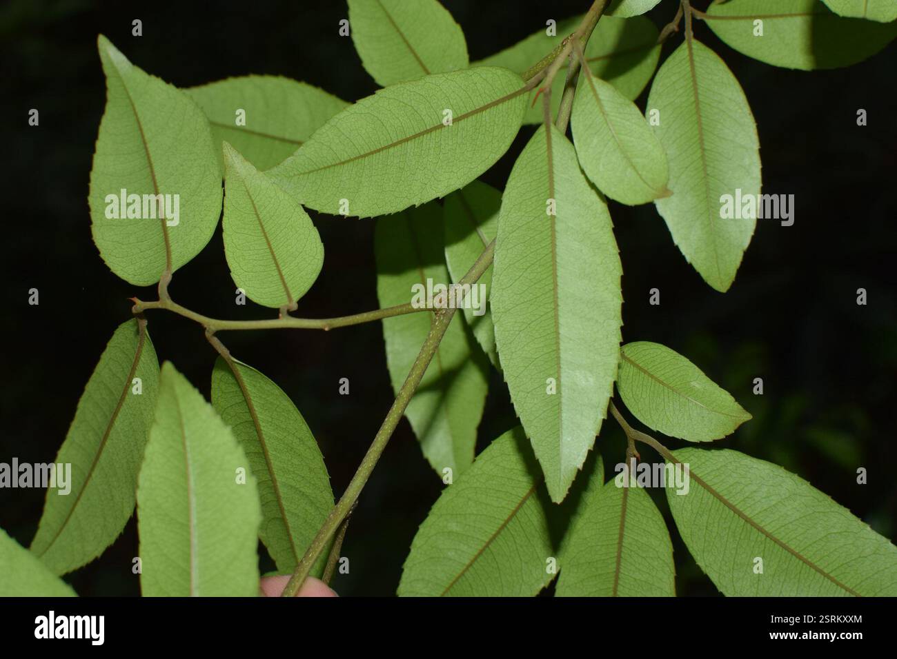 (Prunus spinulosa), Plantae, 中国浙江省温州市洞头区 Stock Photo - Alamy