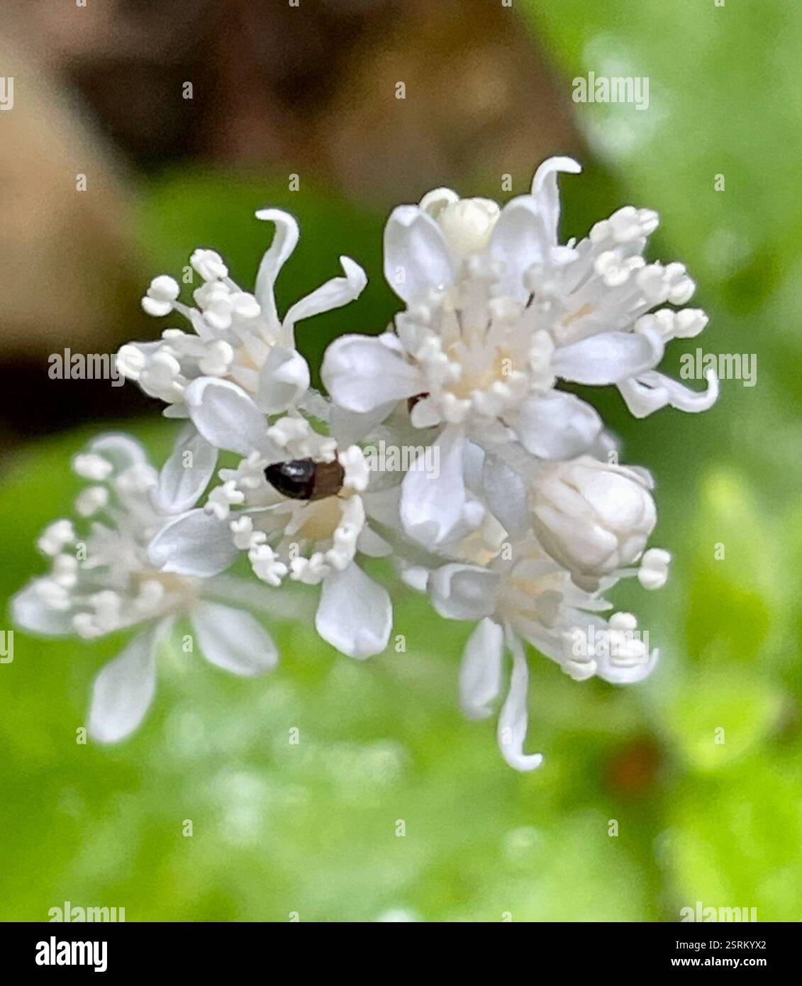 modesty (Whipplea modesta), Plantae, The Forest of Nisene Marks State ...