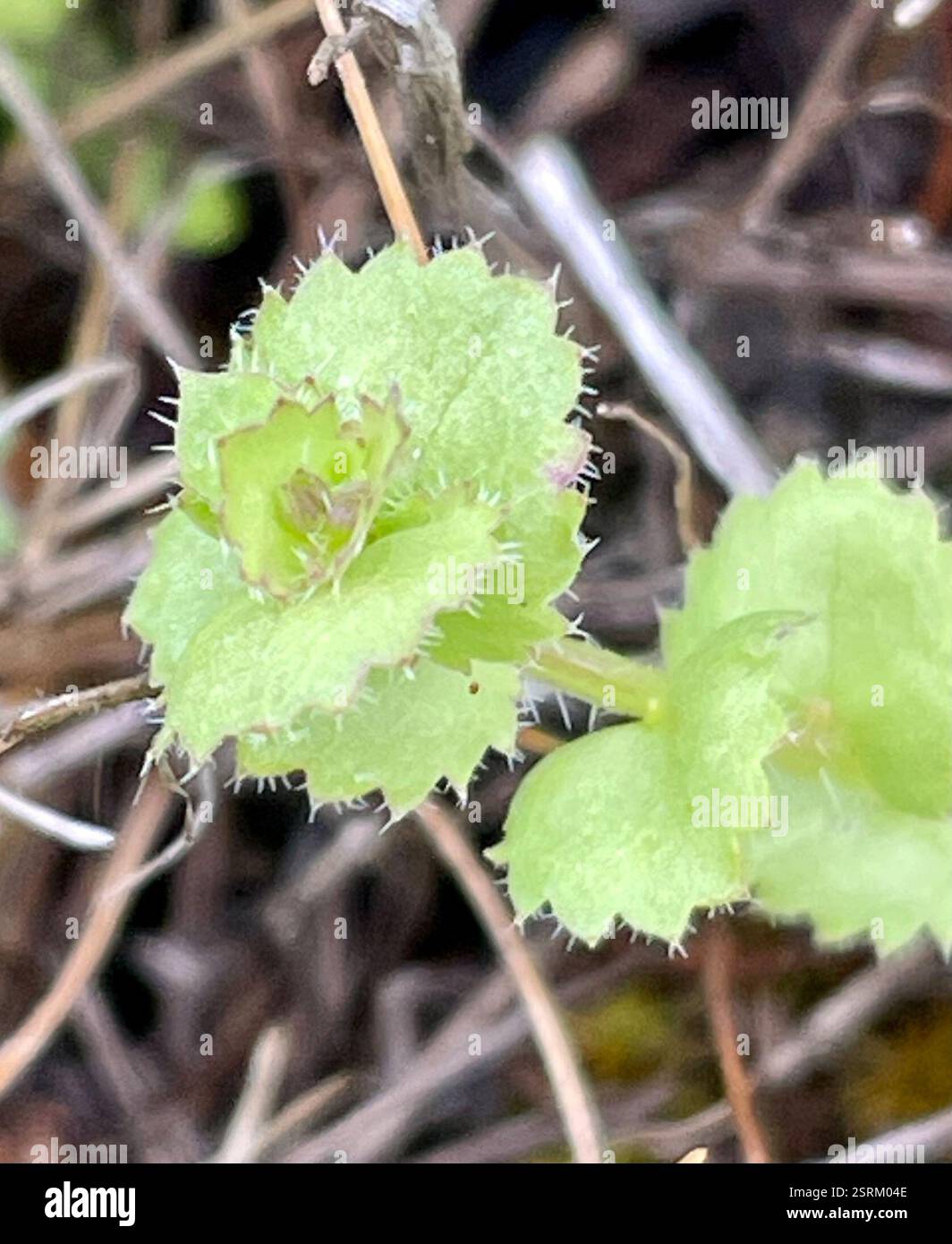 western pearlflower (Heterocodon rariflorum), Plantae, Fort Ord ...