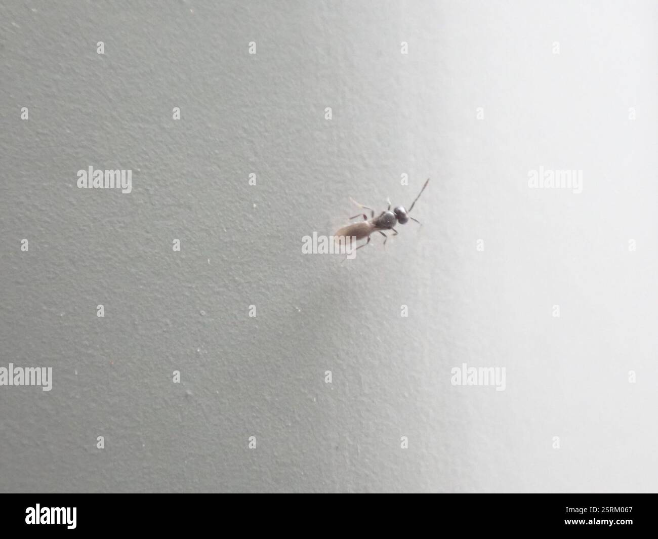 (Scelionidae), Insecta, Val Marie No. 17, SK S0N, Canada Stock Photo ...