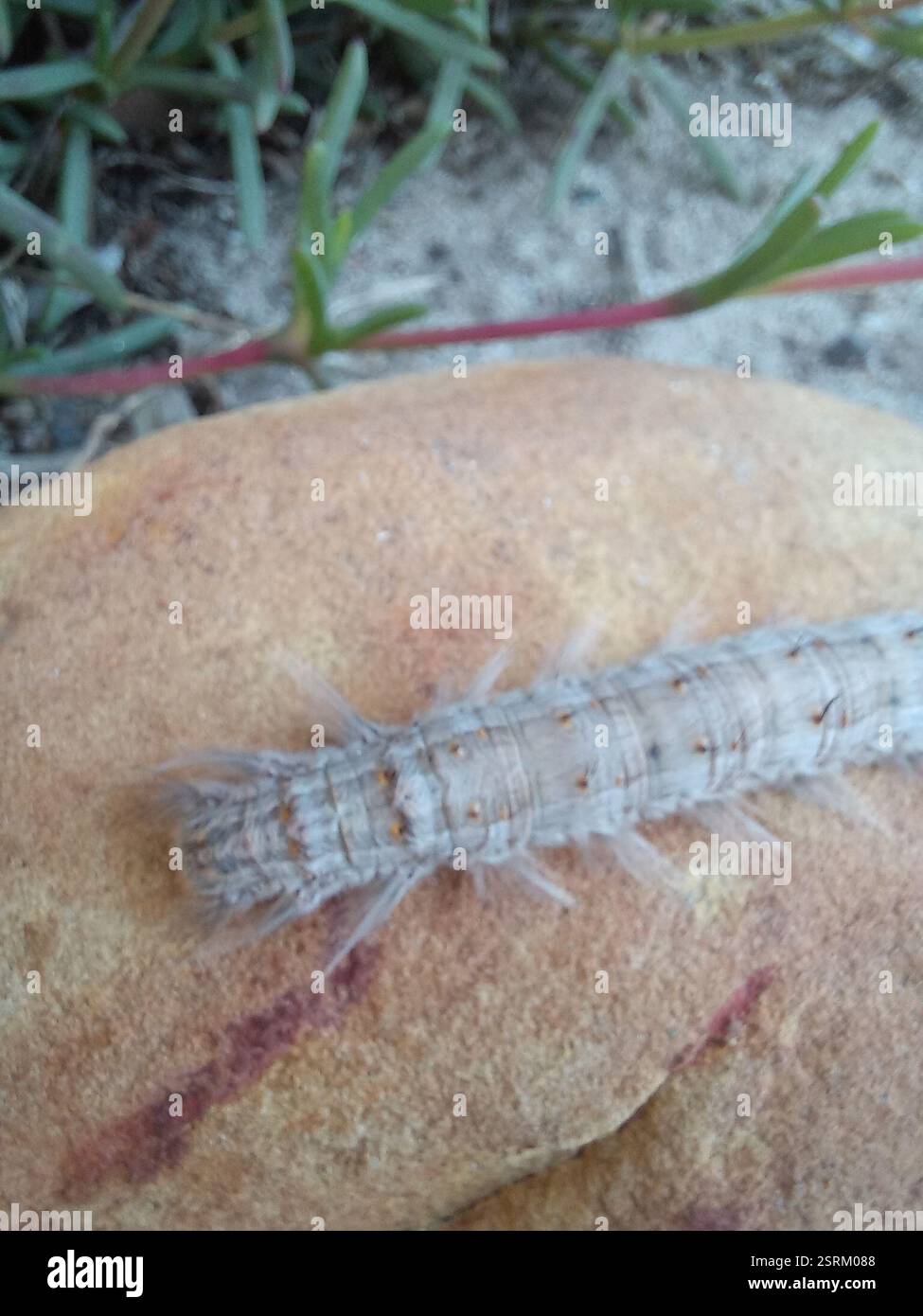 Butterflies and Moths (Lepidoptera), Insecta, Mitchells Plain, Cape ...