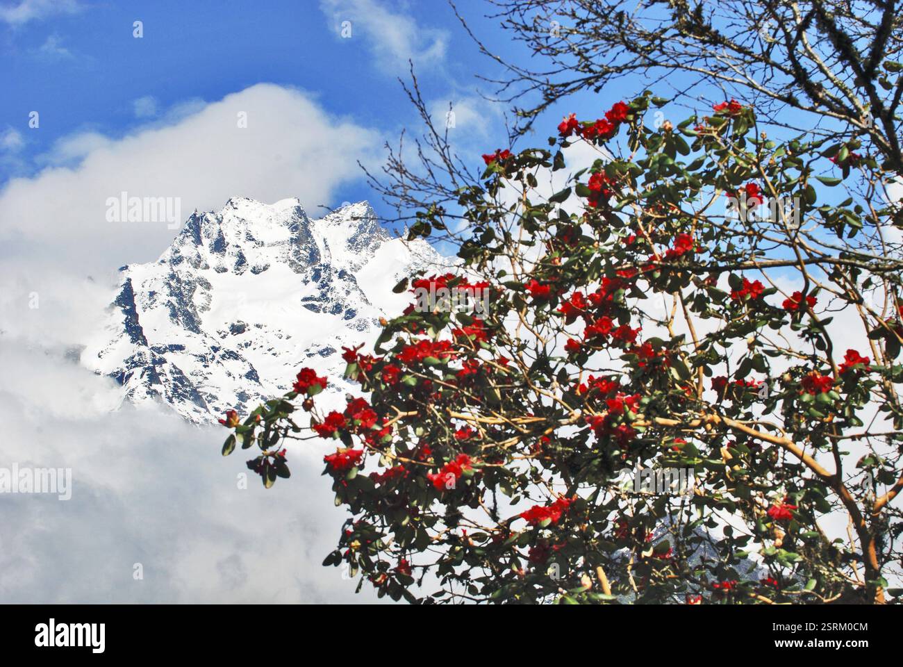 Lali Gurans rhododendron arboreum & snow peak of Katao Range, Yumthang ...
