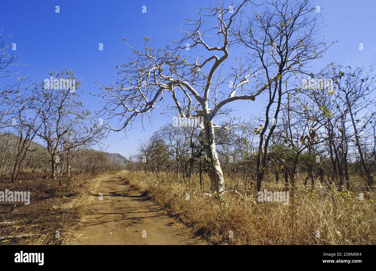 Ghost tree Sasan Gir national park, Gujarat, India, Asia Stock Photo ...