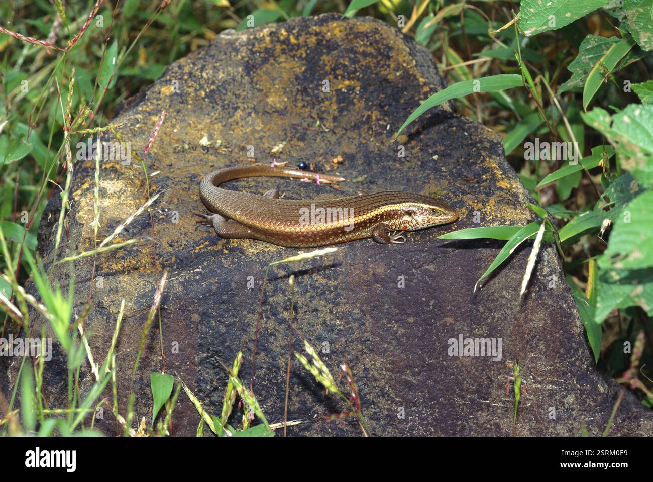 Reptiles, lizard Indian common skink mabuya carinta Stock Photo - Alamy