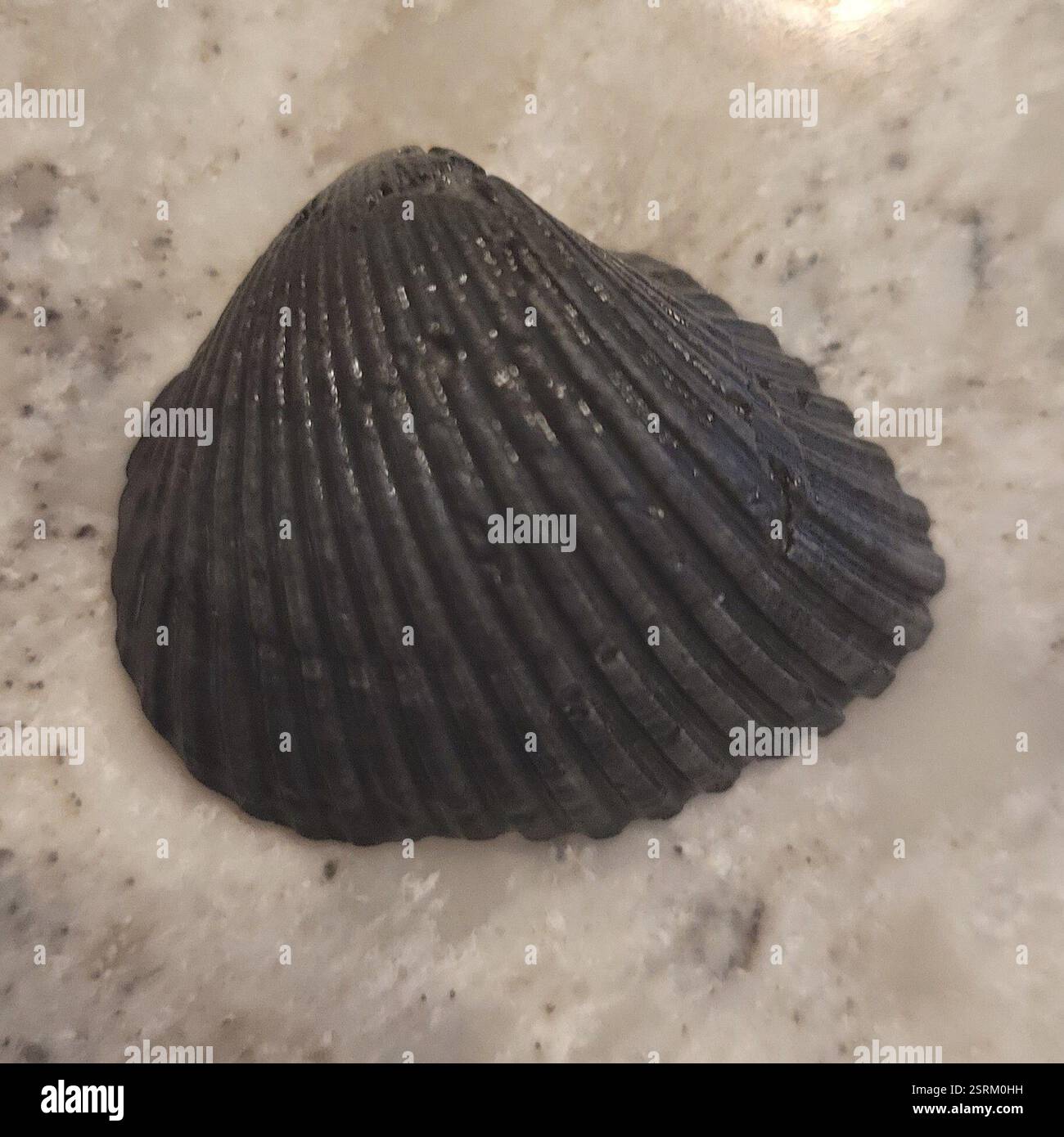 Ponderous Ark (Noetia ponderosa), Mollusca, Holden Beach Stock Photo ...