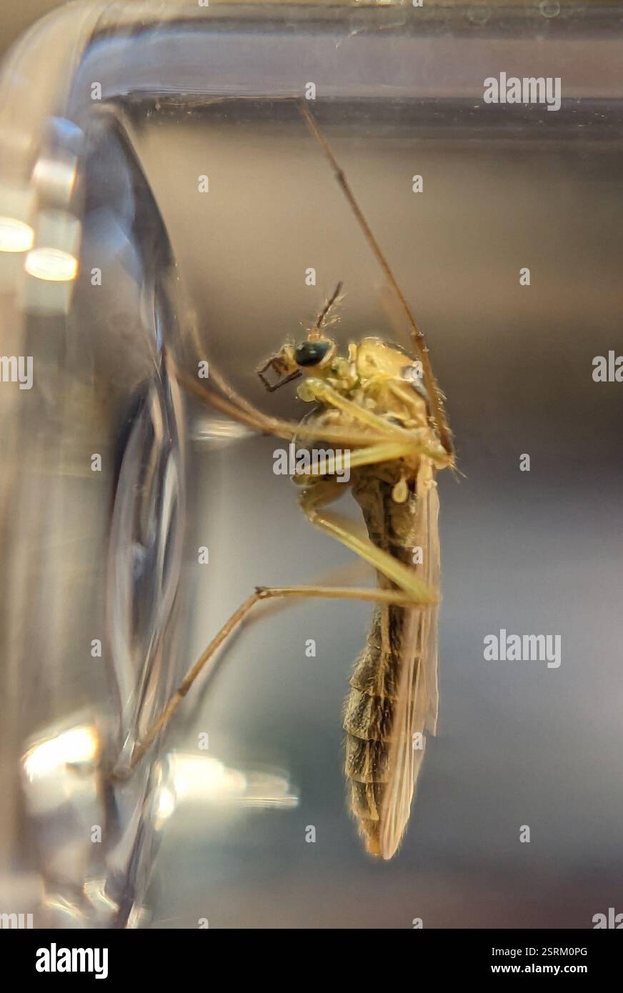 Mosquitoes and Midges (Culicomorpha), Insecta, London N7, UK Stock Photo - Alamy