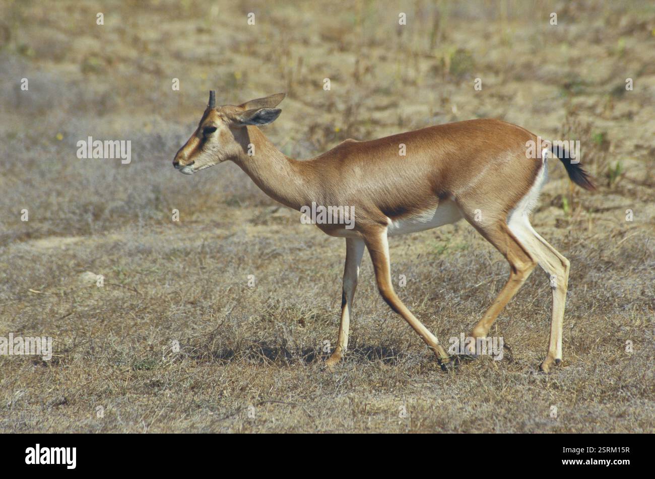 Chinkara gazelle gazelle, Jakhan, District Kutch, Gujarat, India, Asia ...