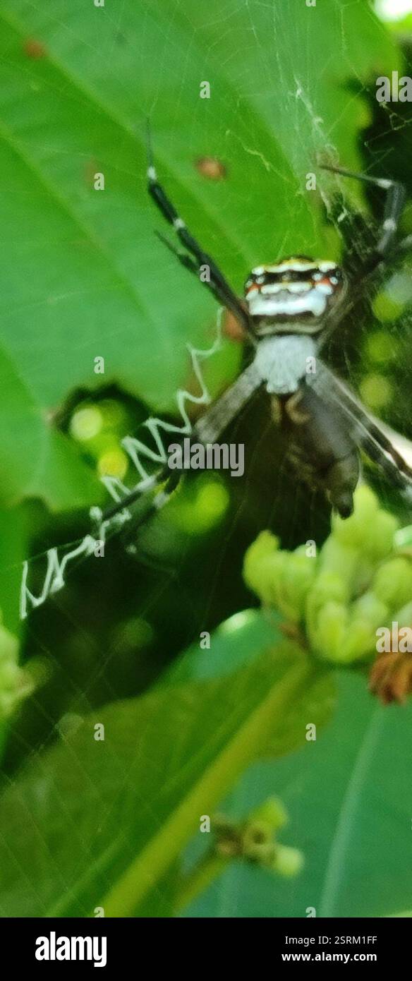 Signature Spider (Argiope anasuja), Arachnida, British Indian Ocean ...