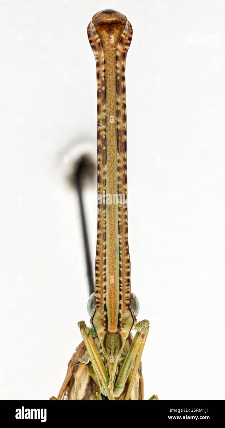 (Lappida longirostris), Insecta, Panama Colon 136-7, Sabanitas, Panama ...