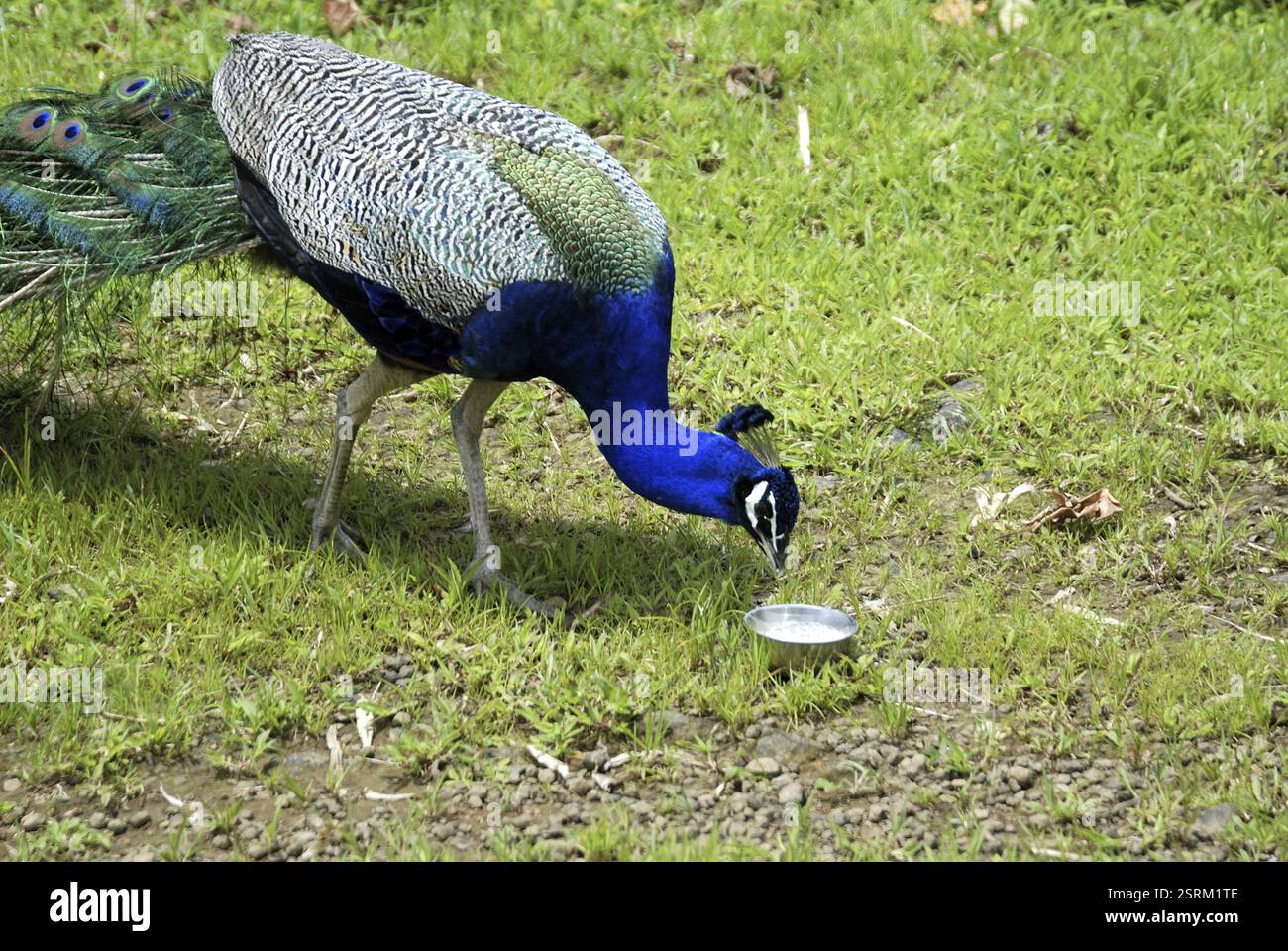 National bird Of India pavo cristatus peacock Indian peafowl ...