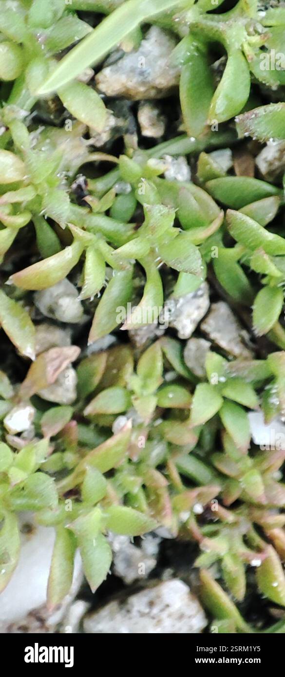 Creeping Dentella (Dentella repens), Plantae, British Indian Ocean ...