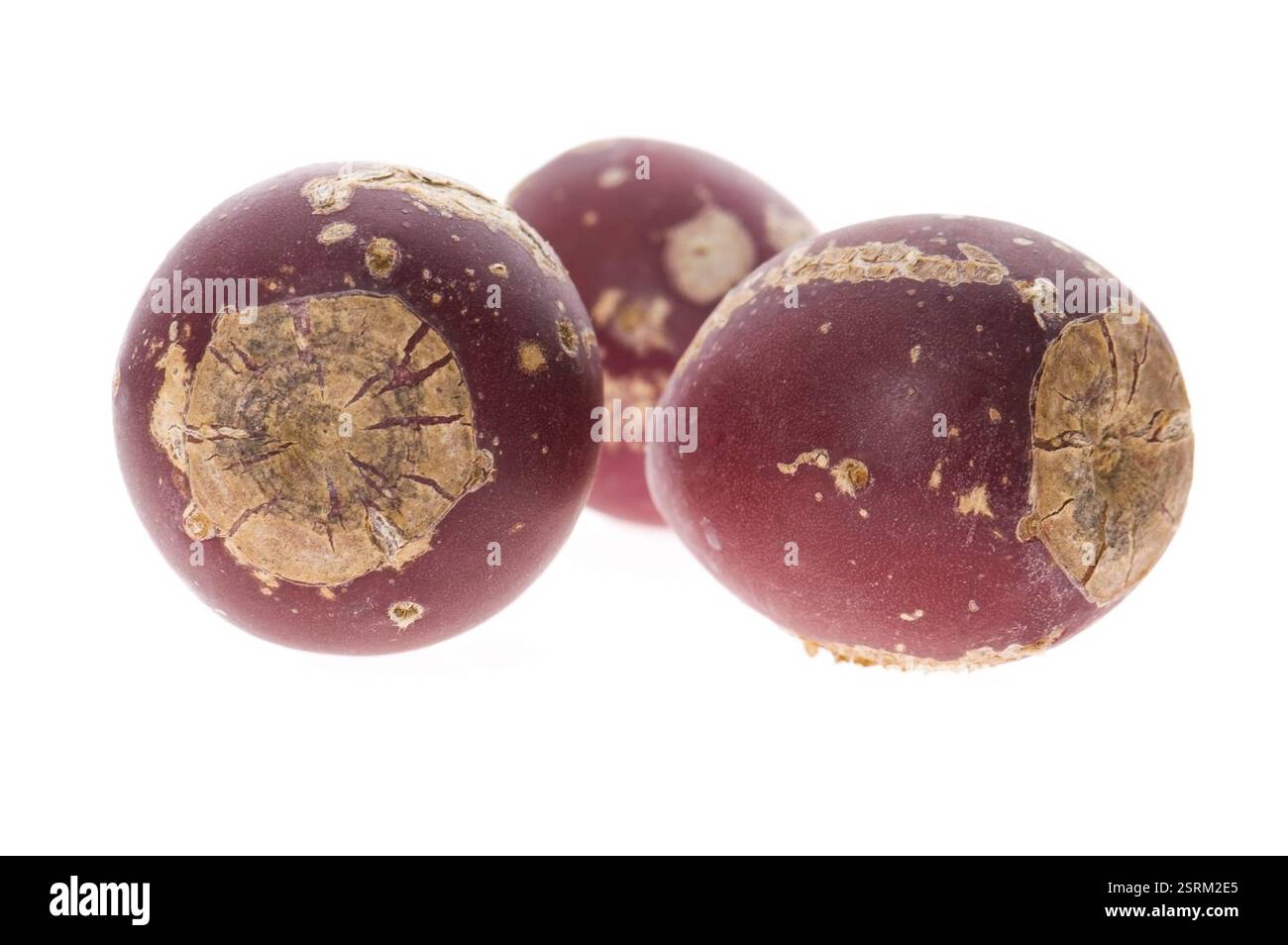 Prickly pear cactus (Opuntia ficus-indica) with red fruits Stock Photo ...