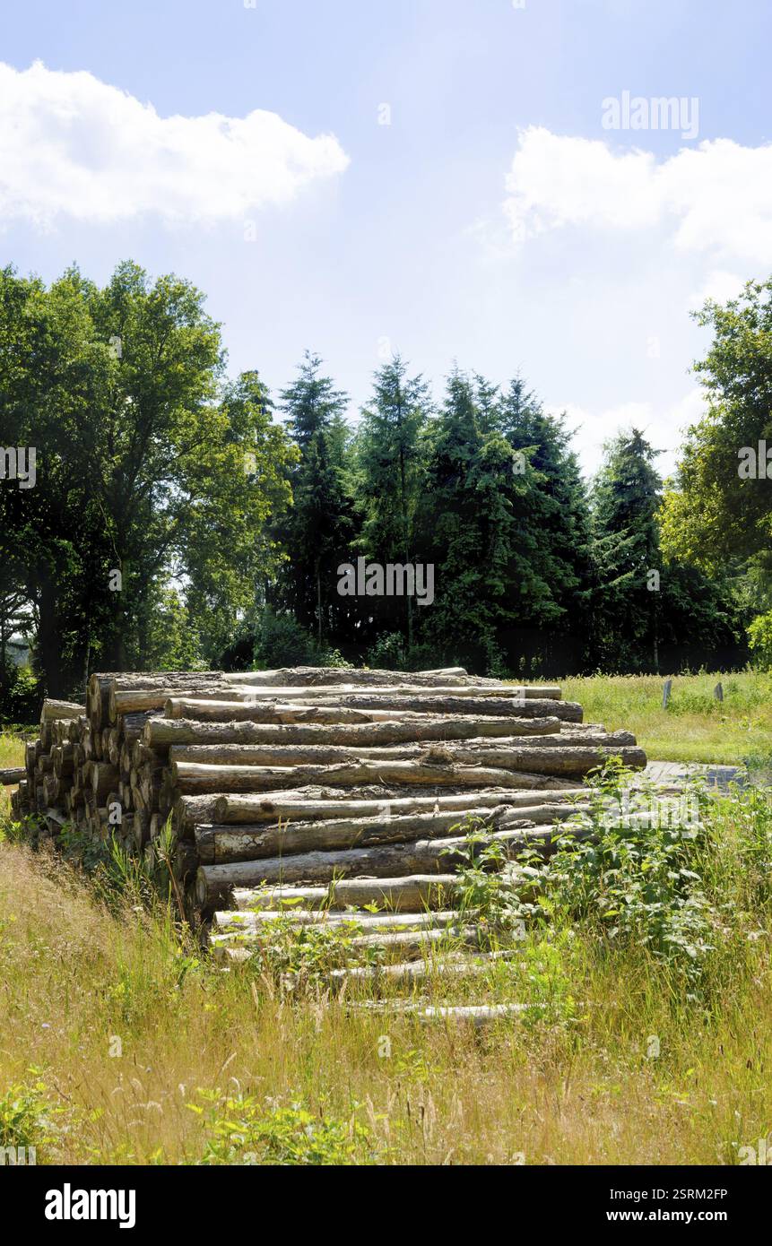 Saw round timber Stock Photo - Alamy