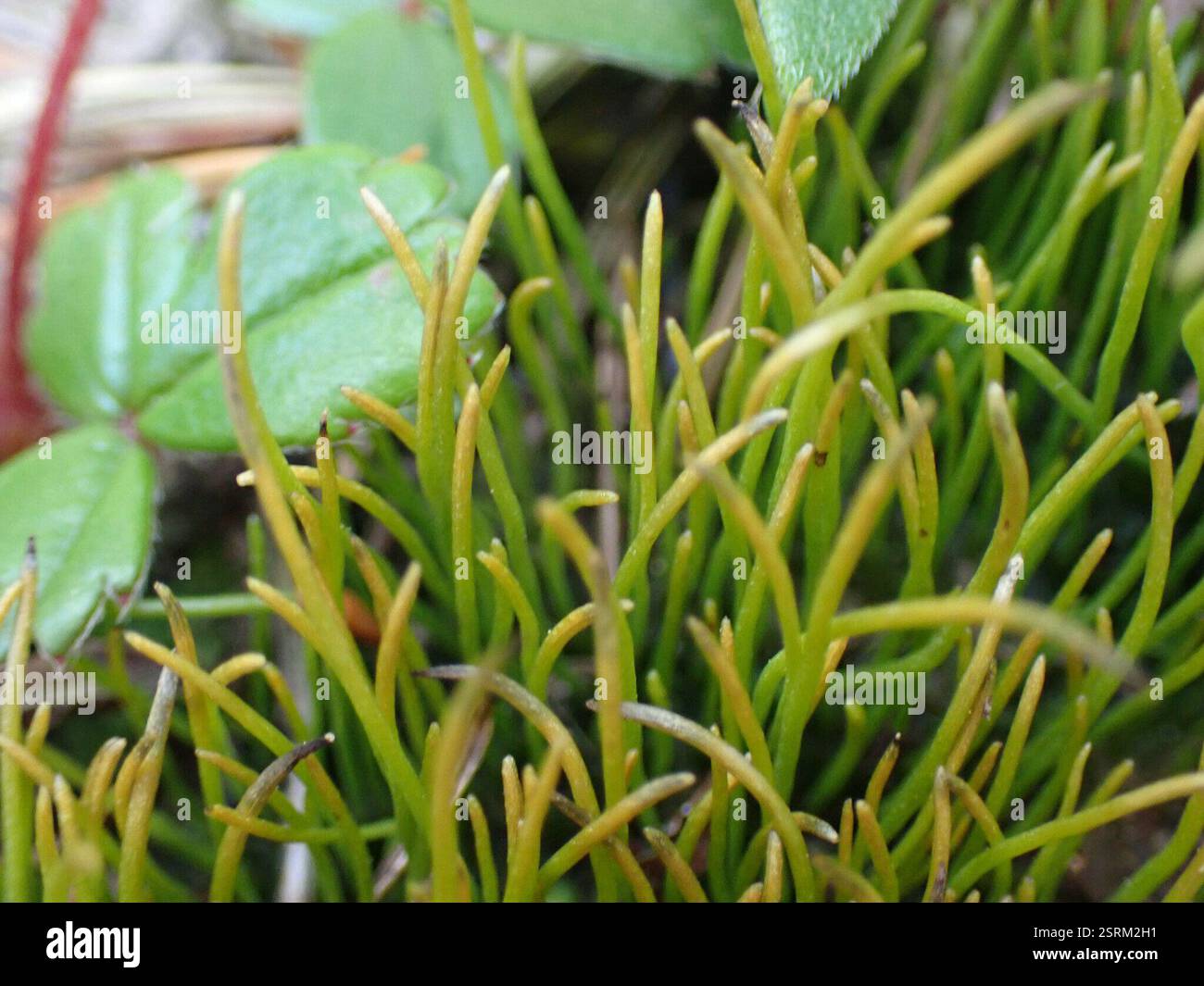 Pearson's phaeoceros (Paraphymatoceros pearsonii), Plantae, Capital, BC ...
