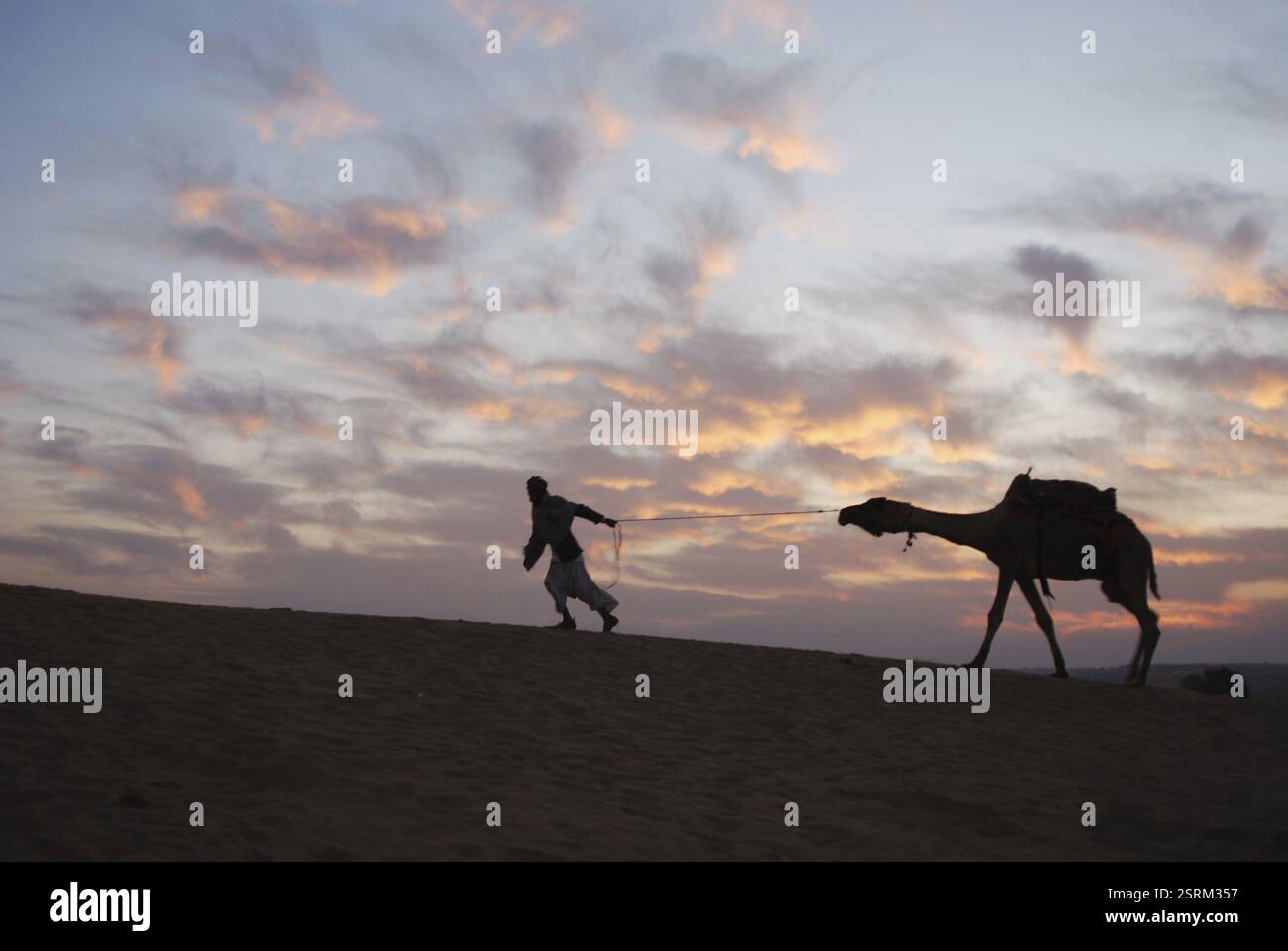 Man dragging camel in sand dunes, Khuhri, Jaisalmer, Rajasthan, India ...