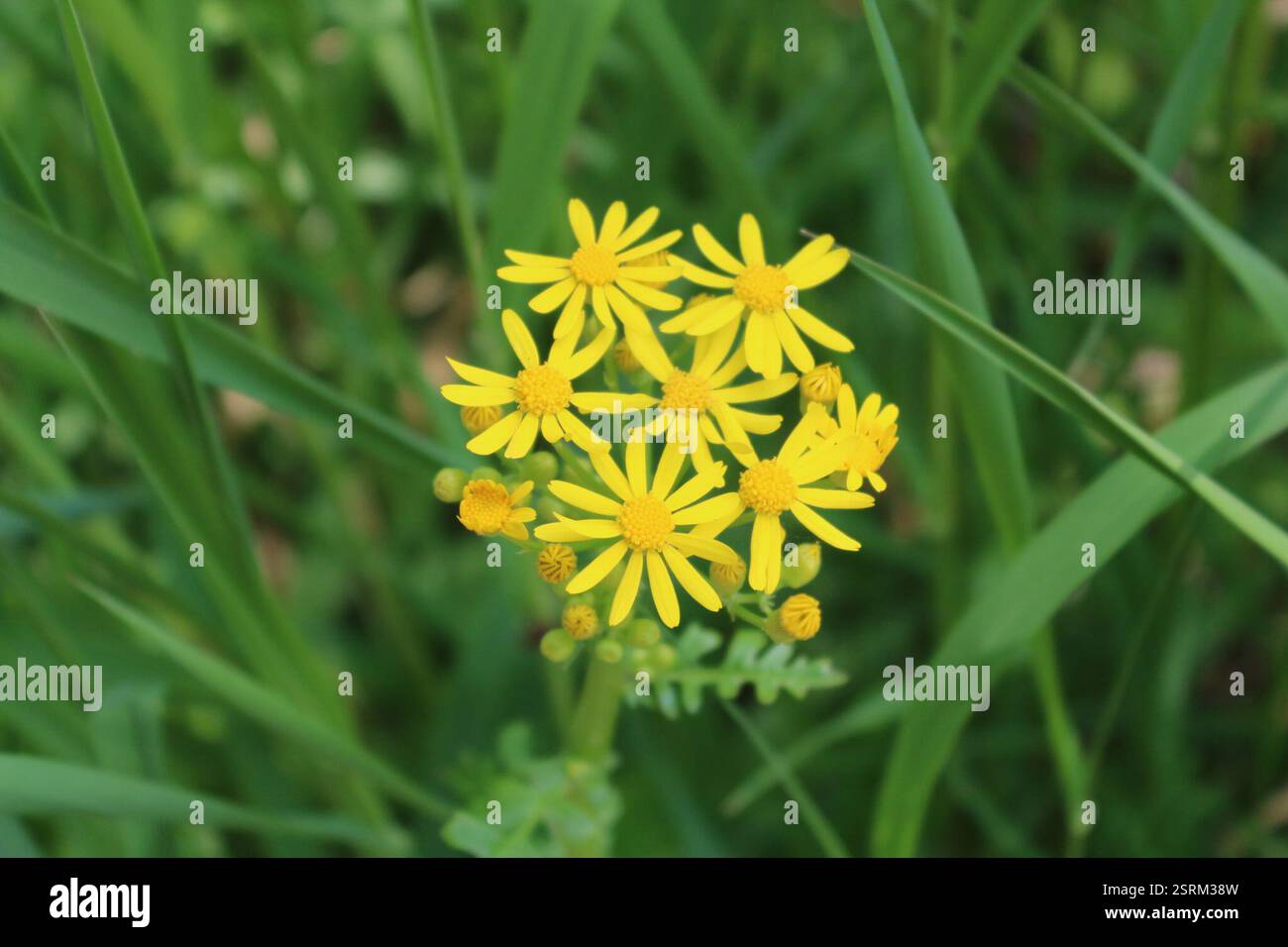 Butterweed (Packera glabella), Plantae, Essex County, ON, Canada Stock ...