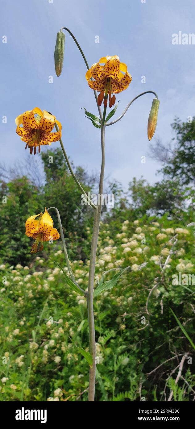 Columbia lily (Lilium columbianum), Plantae, Central Kootenay, BC ...