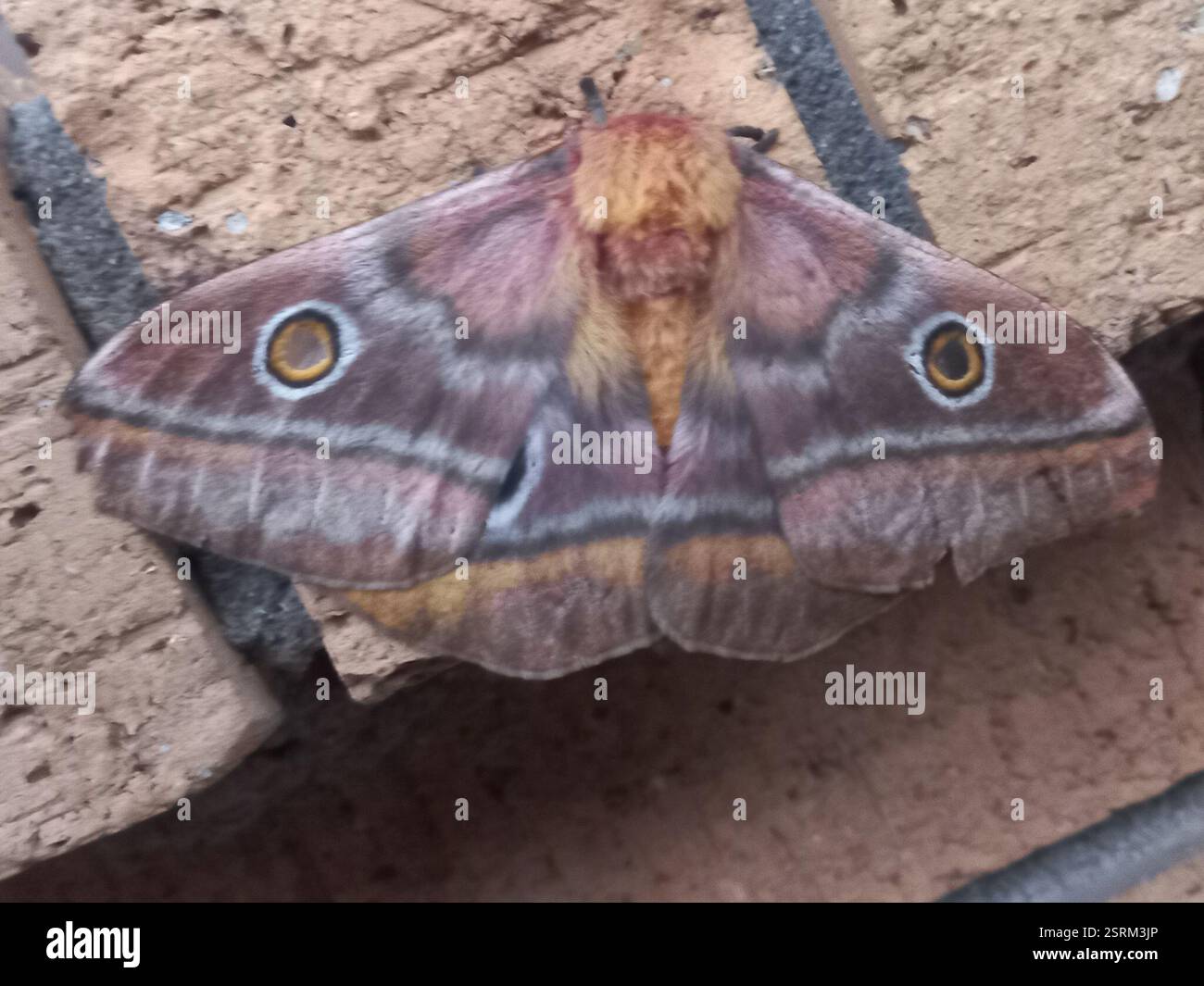 Pine Emperor (Nudaurelia cytherea), Insecta, Mitchells Plain, Cape Town ...