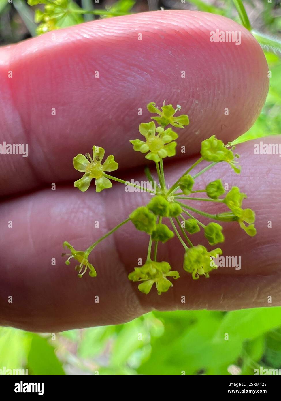 Western Sweet-cicely (Osmorhiza occidentalis), Plantae, Chelan County ...