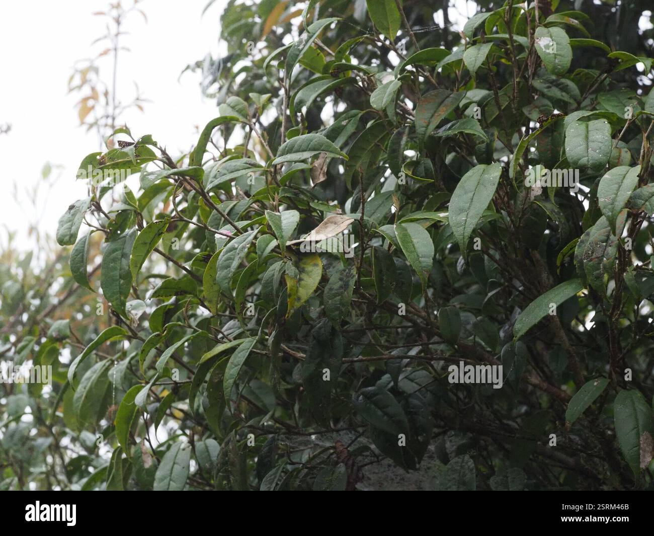 Sycopsis hi-res stock photography and images - Alamy