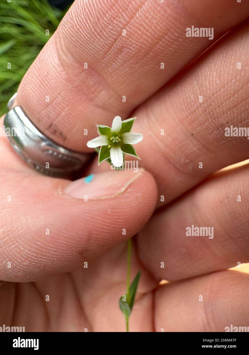 Upright Chickweed (Moenchia erecta), Plantae, Row River Trail, Dorena ...