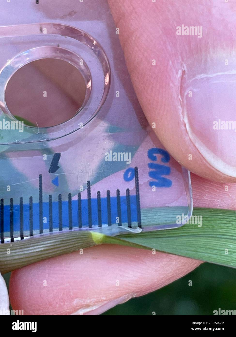 grasses (Poaceae), Plantae, Tweeddale East Ward, Innerleithen, Scotland ...