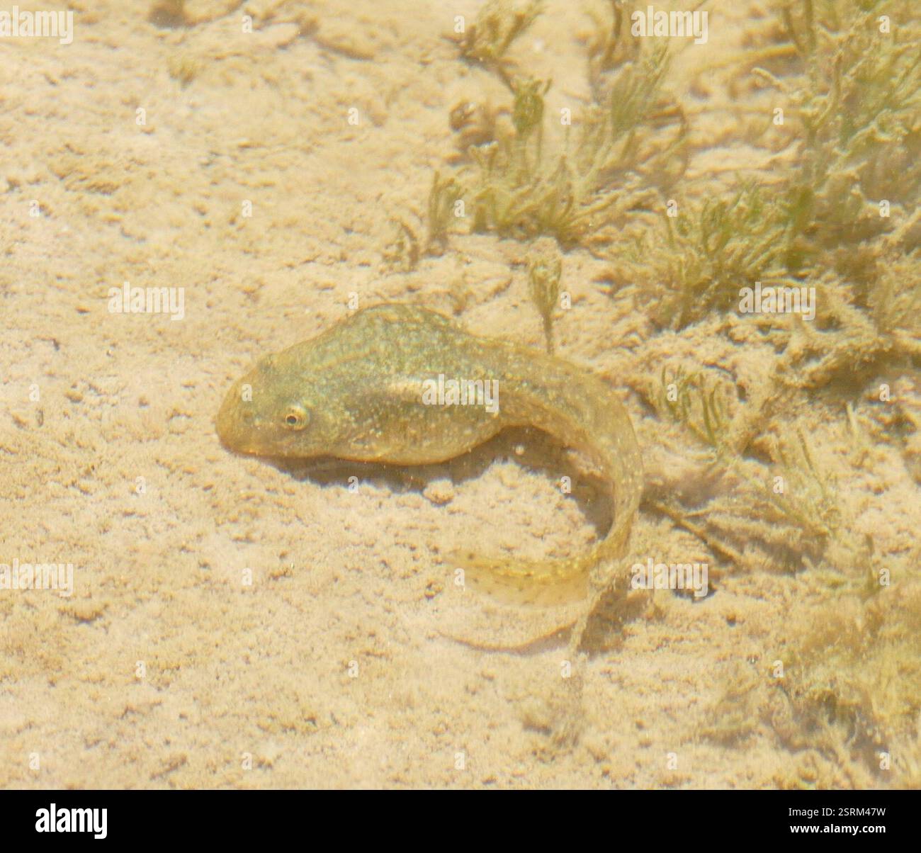 Sahara Frog (Pelophylax saharicus), Amphibia, RP1522, M'Hamid El ...