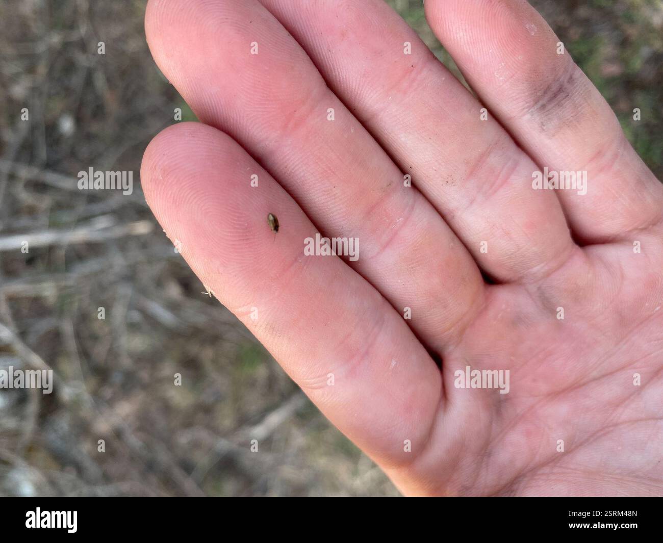 Water, Rove, Scarab, Long-horned, Leaf, and Snout Beetles (Polyphaga ...