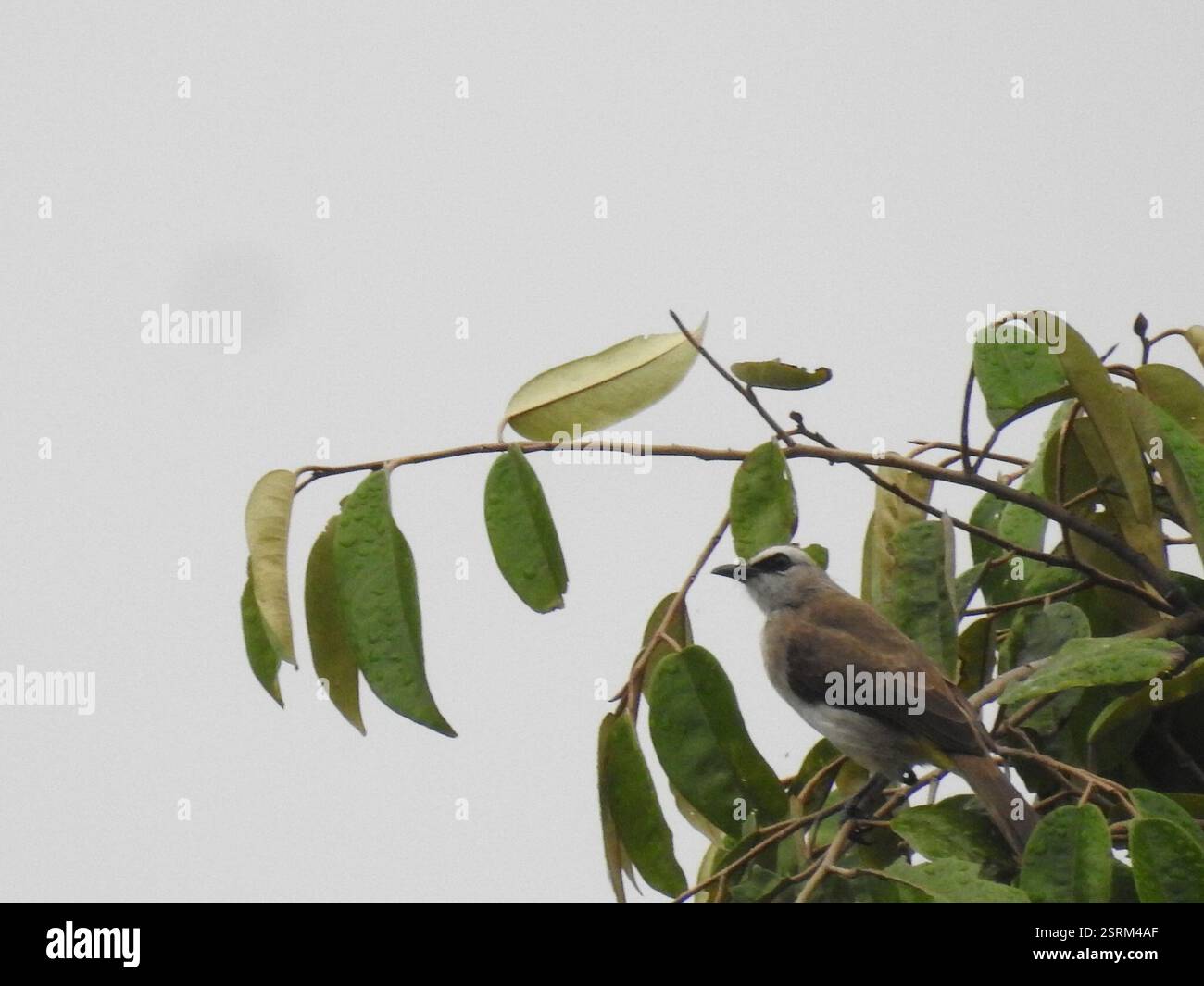 Yellow-vented Bulbul (Pycnonotus goiavier), Aves, Fakultas Biologi ...